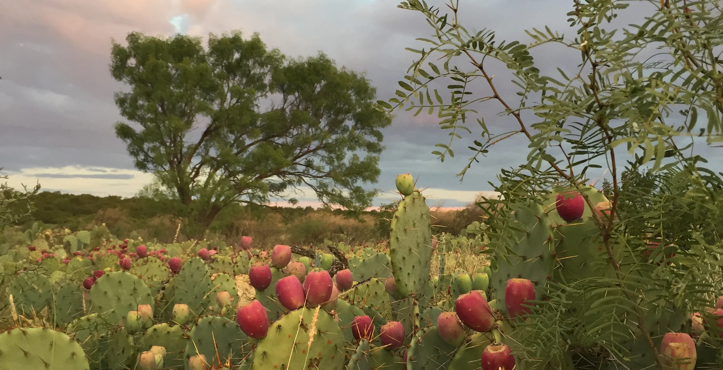 About — My Dear Tejas