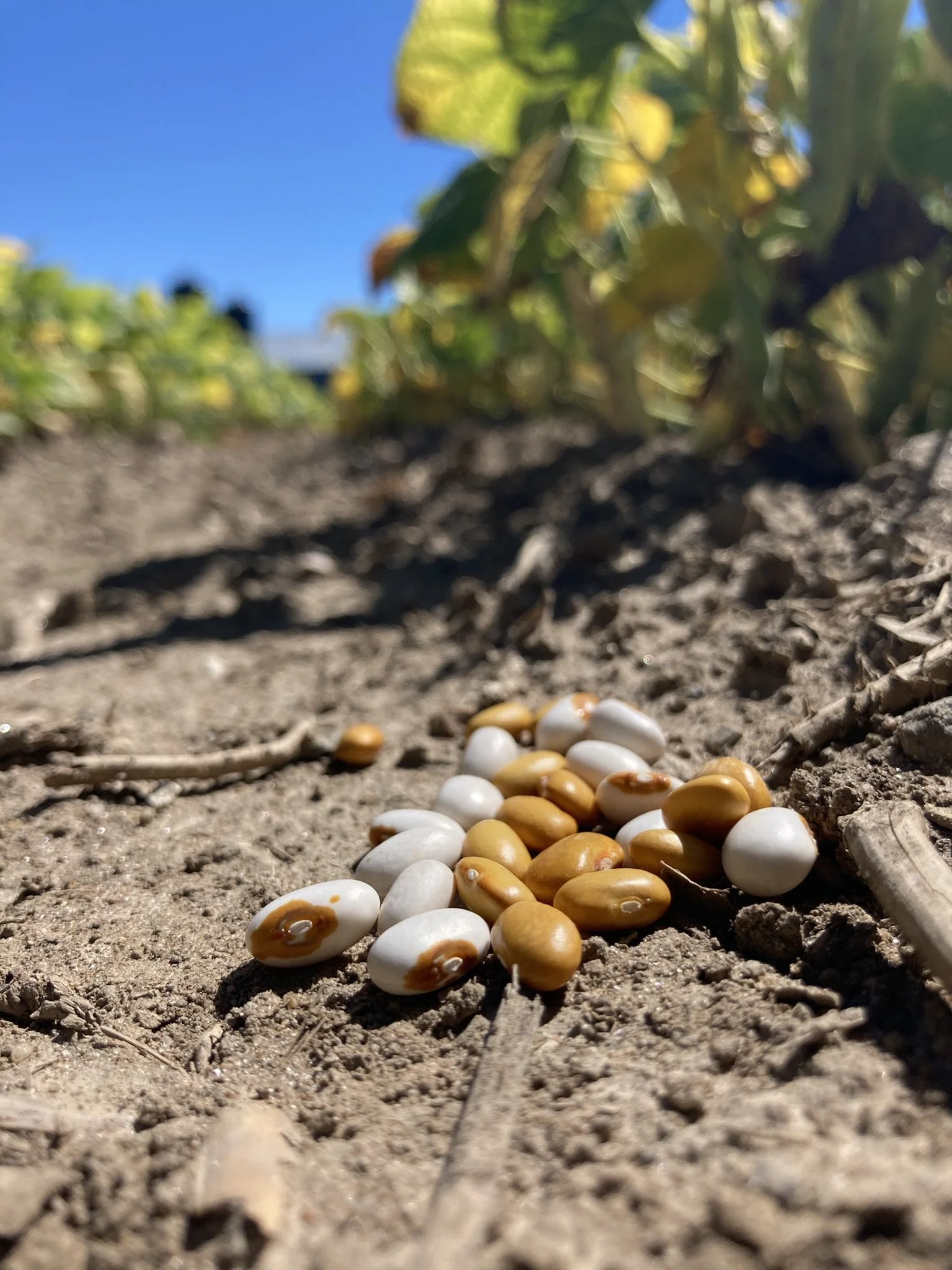 Sheridan Acres - Heirloom Dry Beans