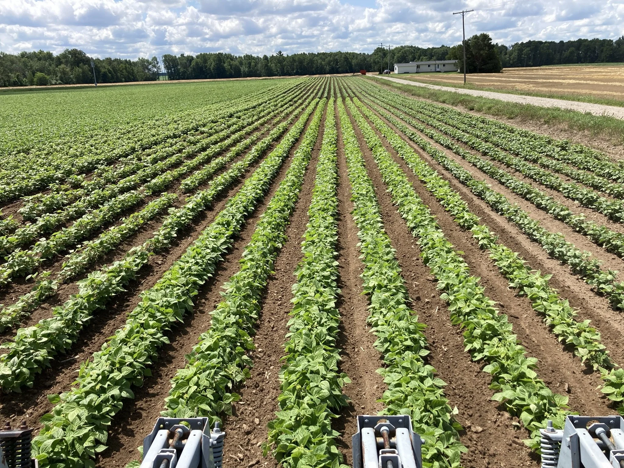 Heirloom Beans - Sheridan Acres