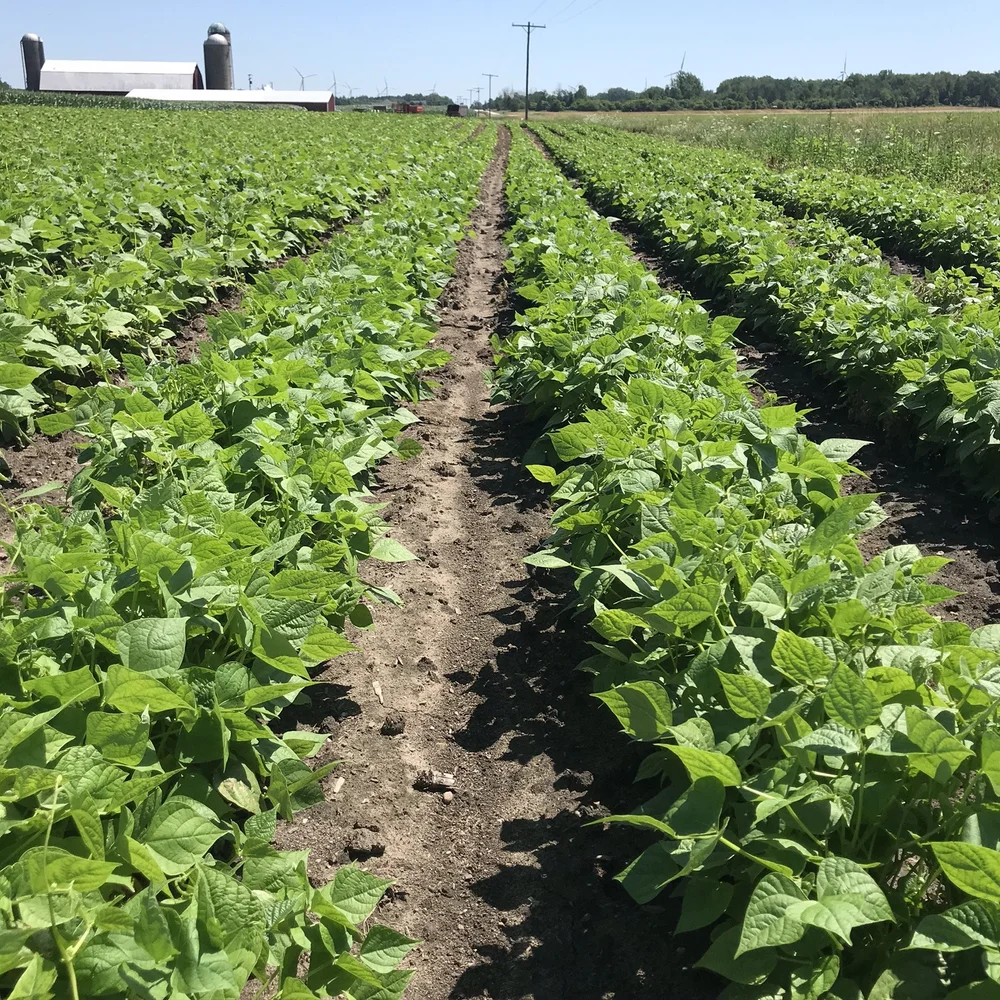 Sheridan Acres - Heirloom Dry Beans
