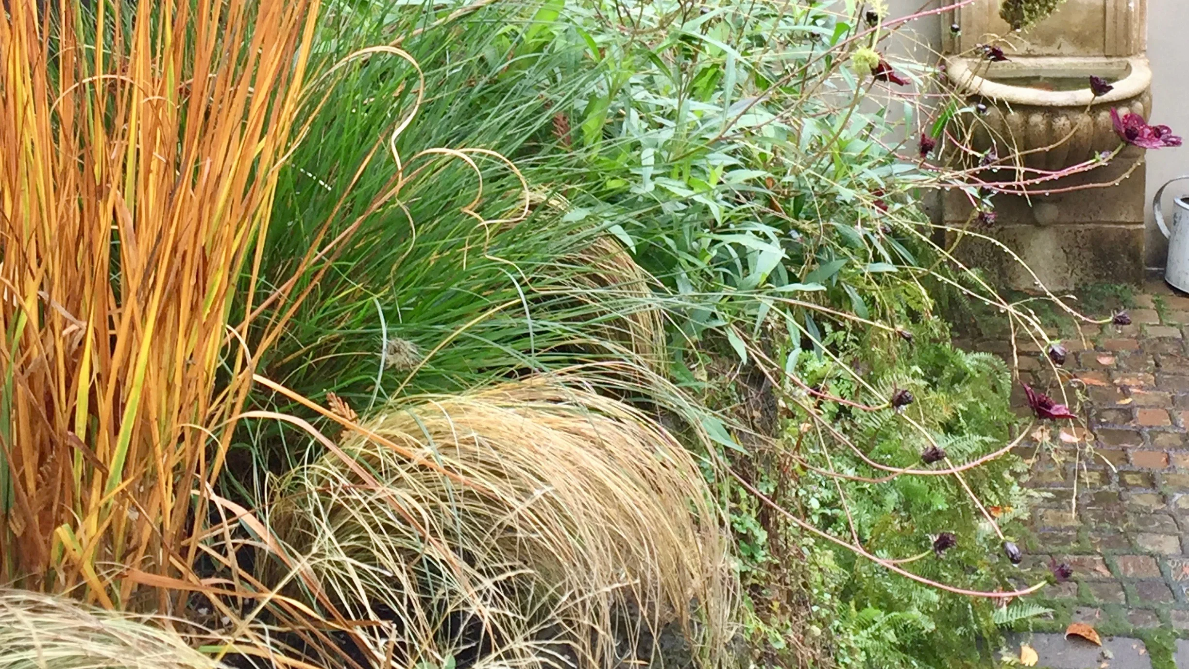 Amaranth Organic Gardening