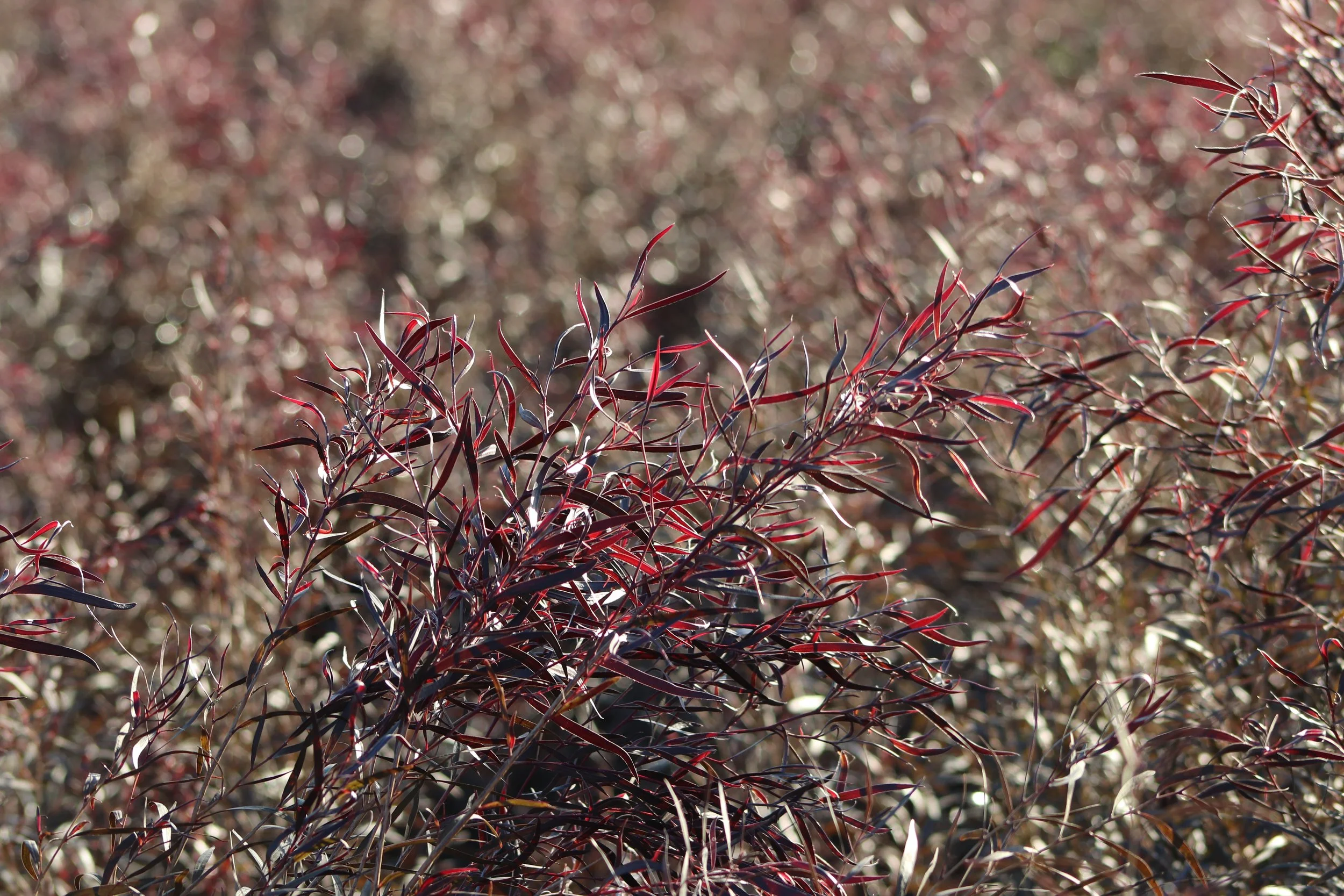 Agonis — Mellano & Company