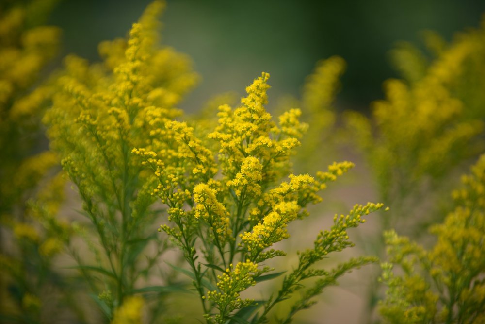 Flowers and Foliage — Mellano & Company