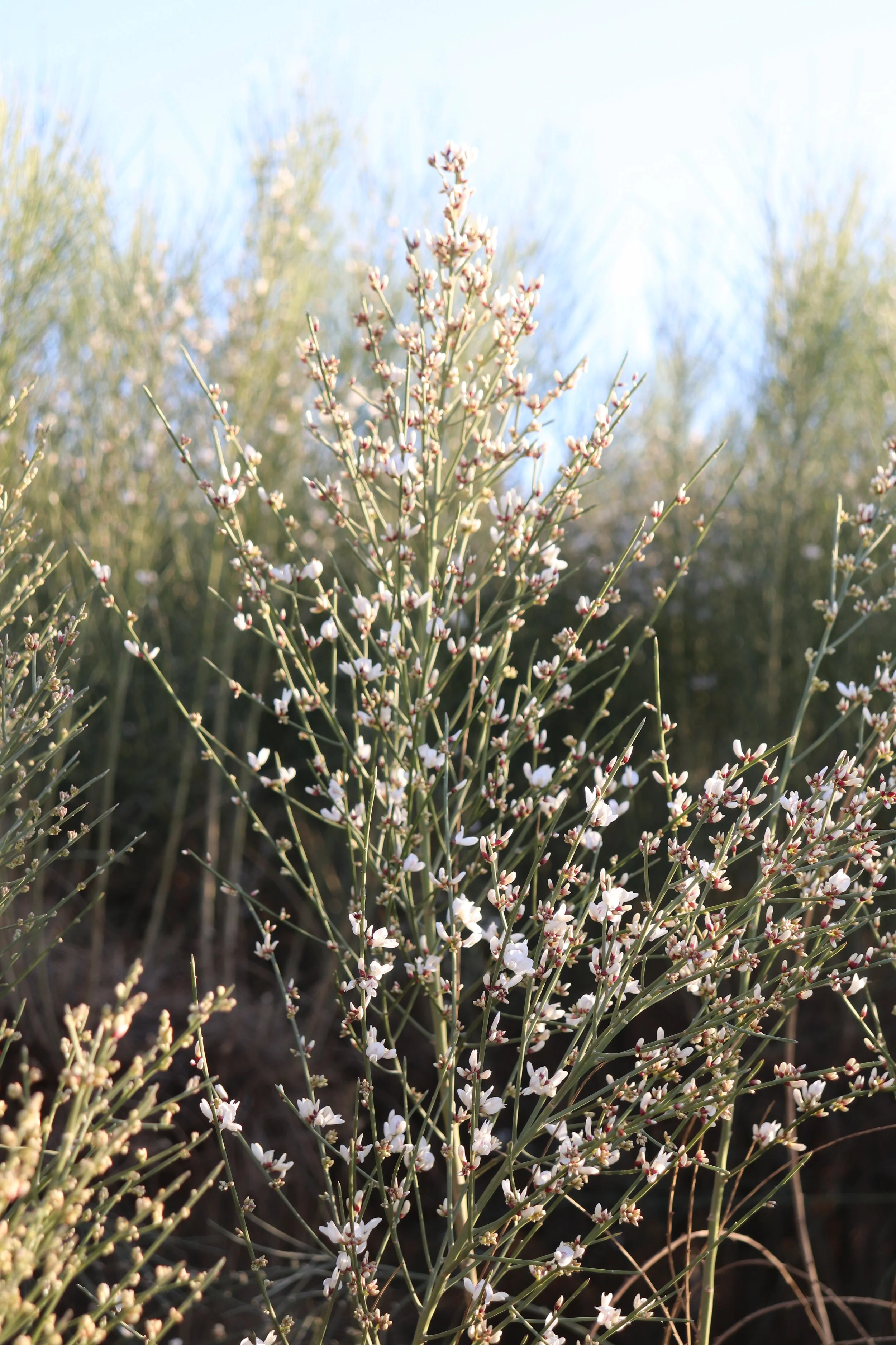 genista — Mellano & Company
