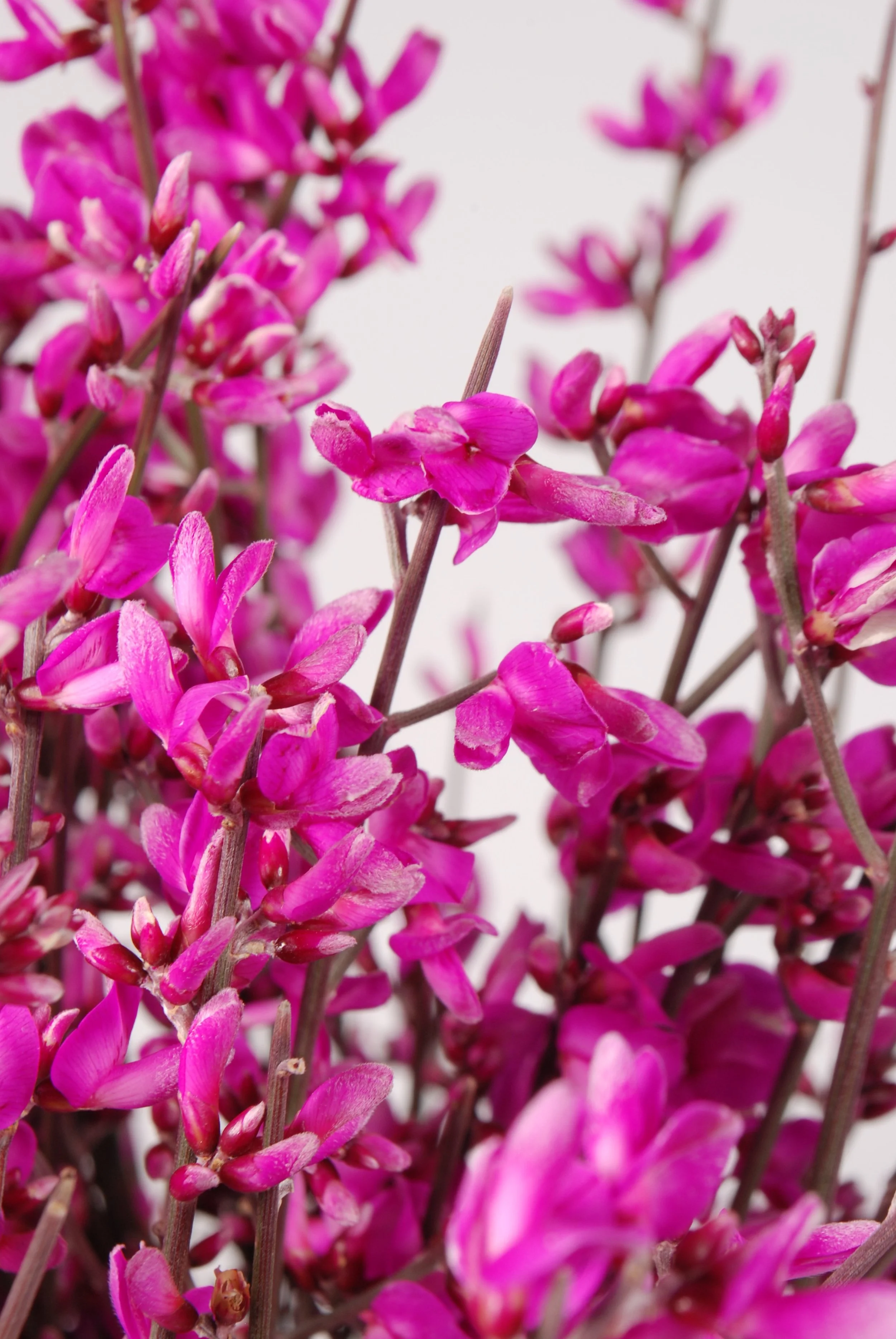 genista tint — Mellano & Company