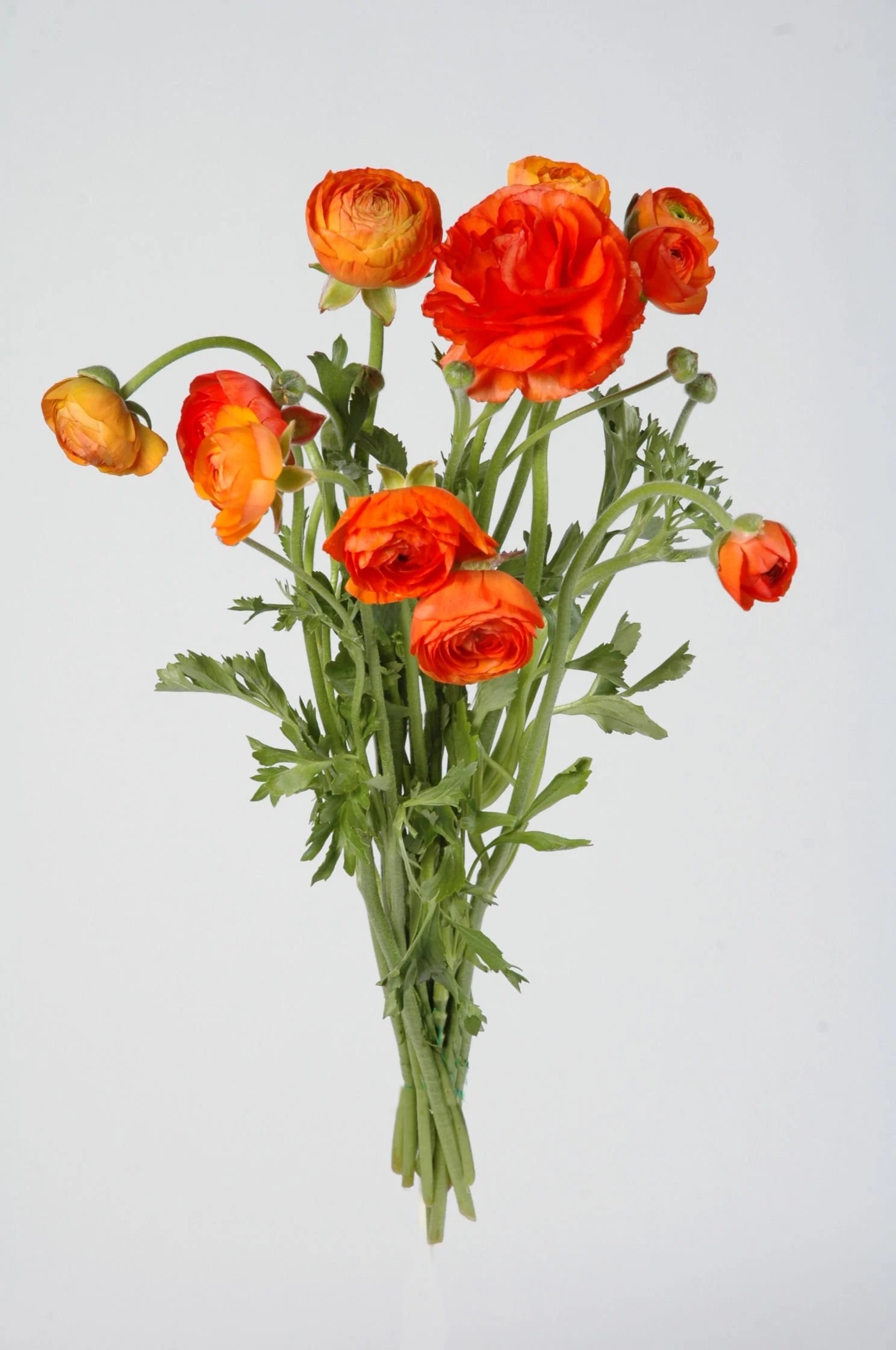 RANUNCULUS — Mellano & Company