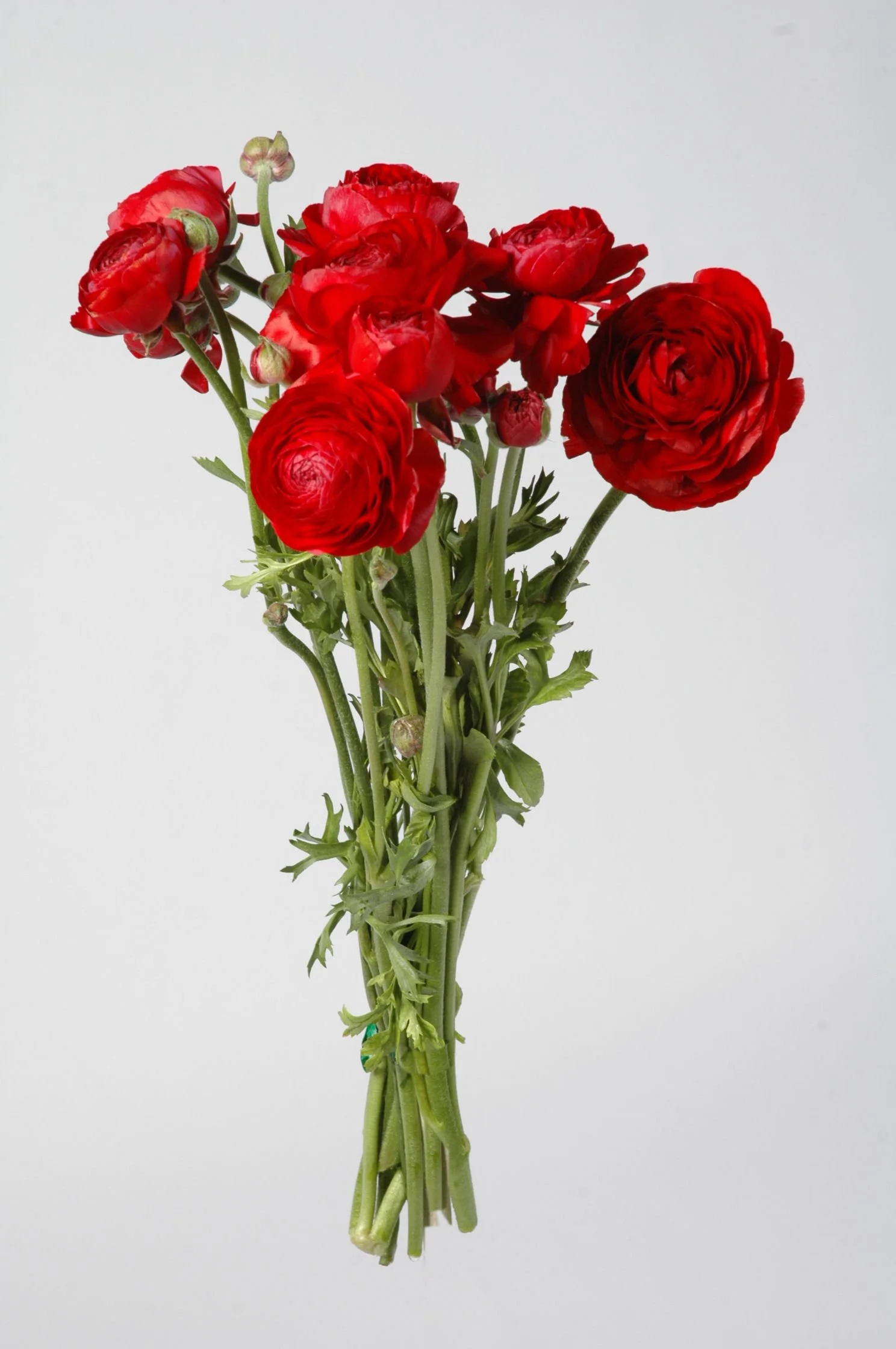 RANUNCULUS — Mellano & Company