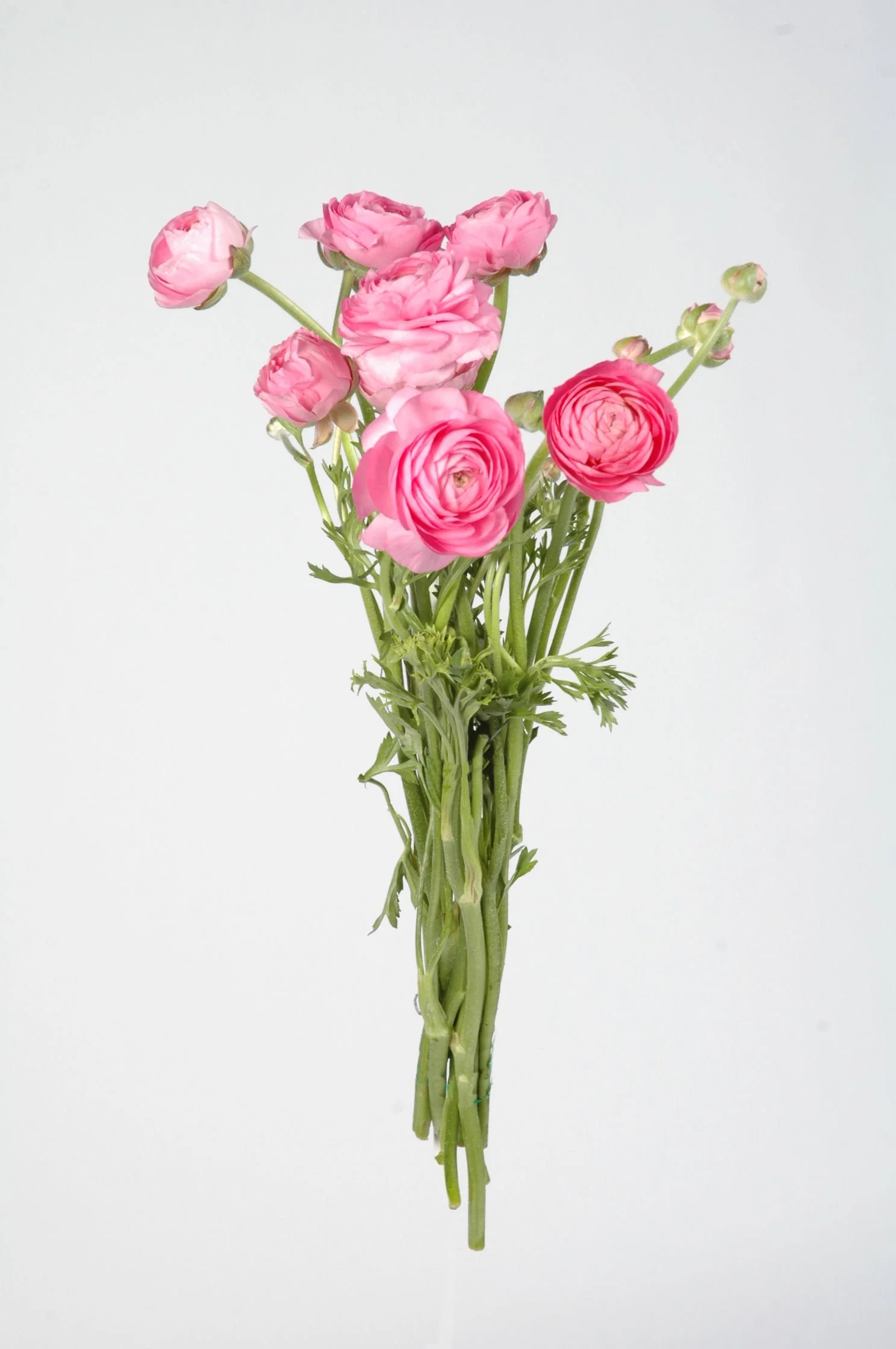 RANUNCULUS — Mellano & Company