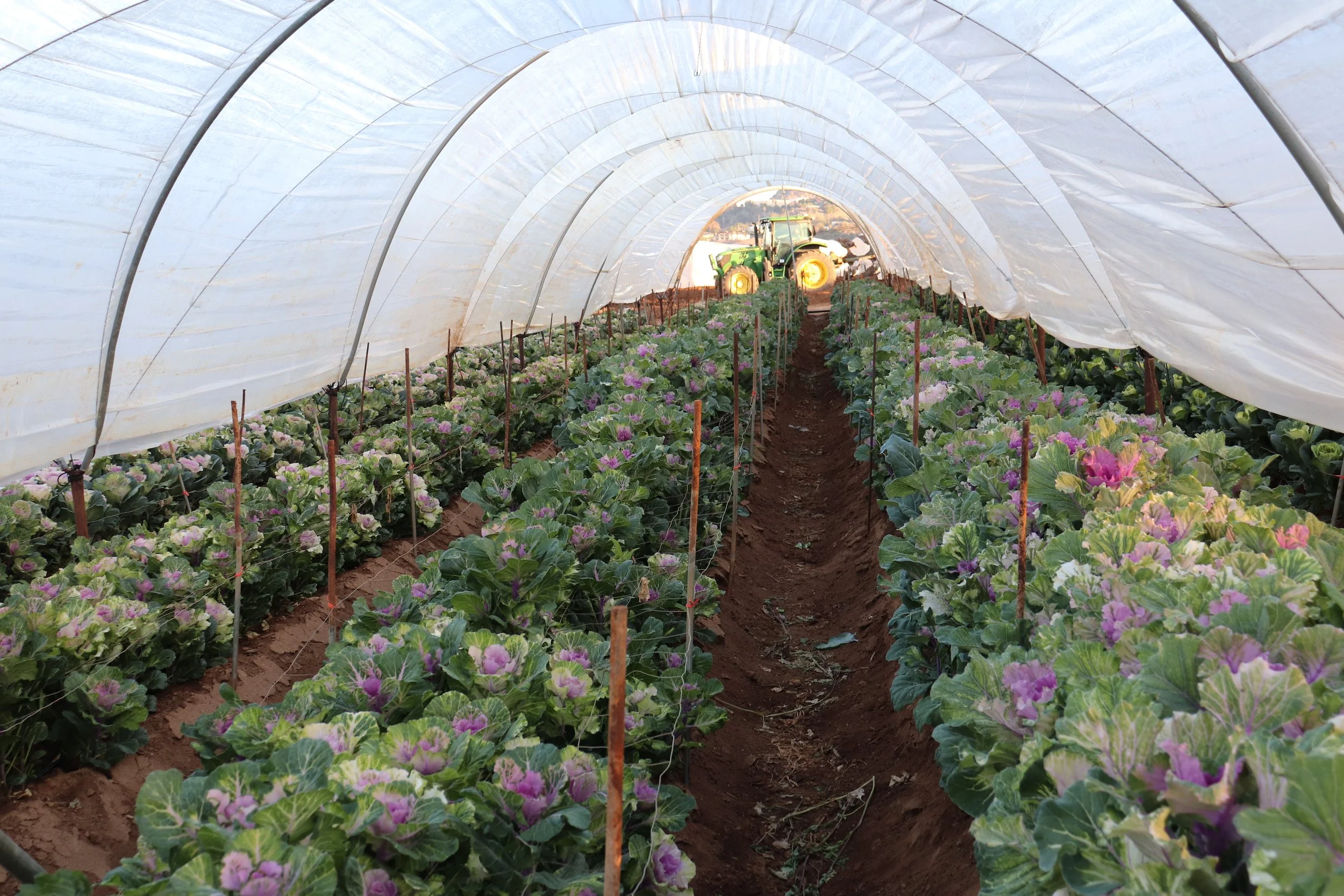 Farm — Mellano & Company