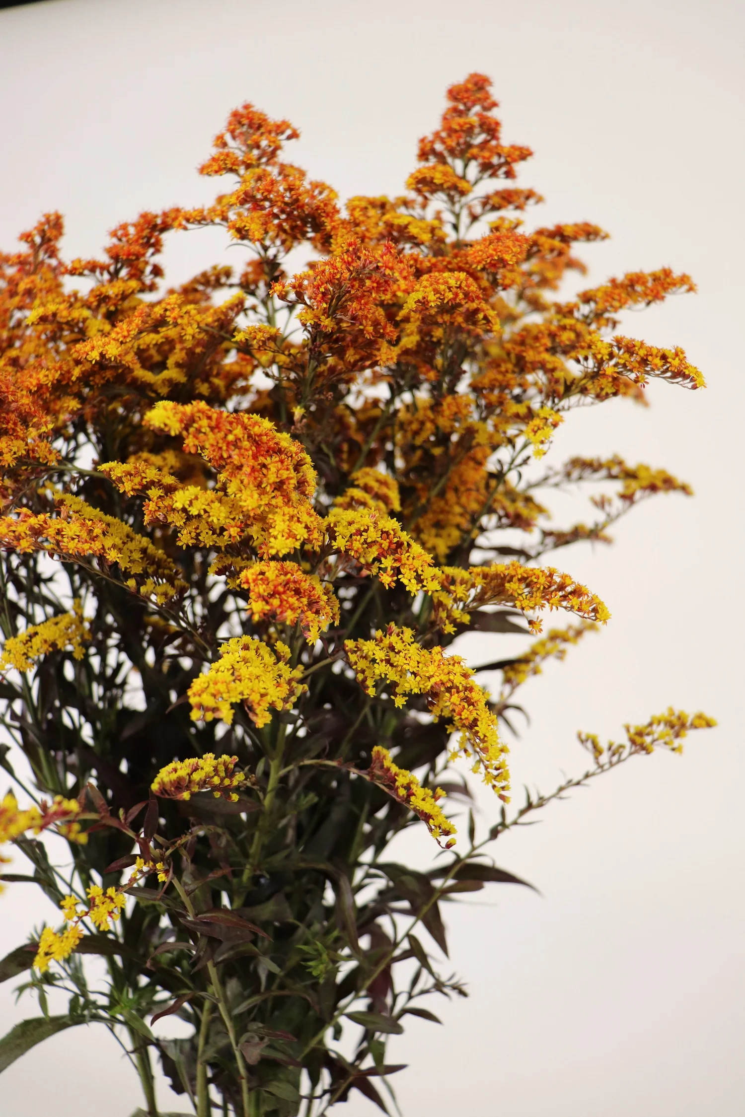 Flowers and Foliage — Mellano & Company