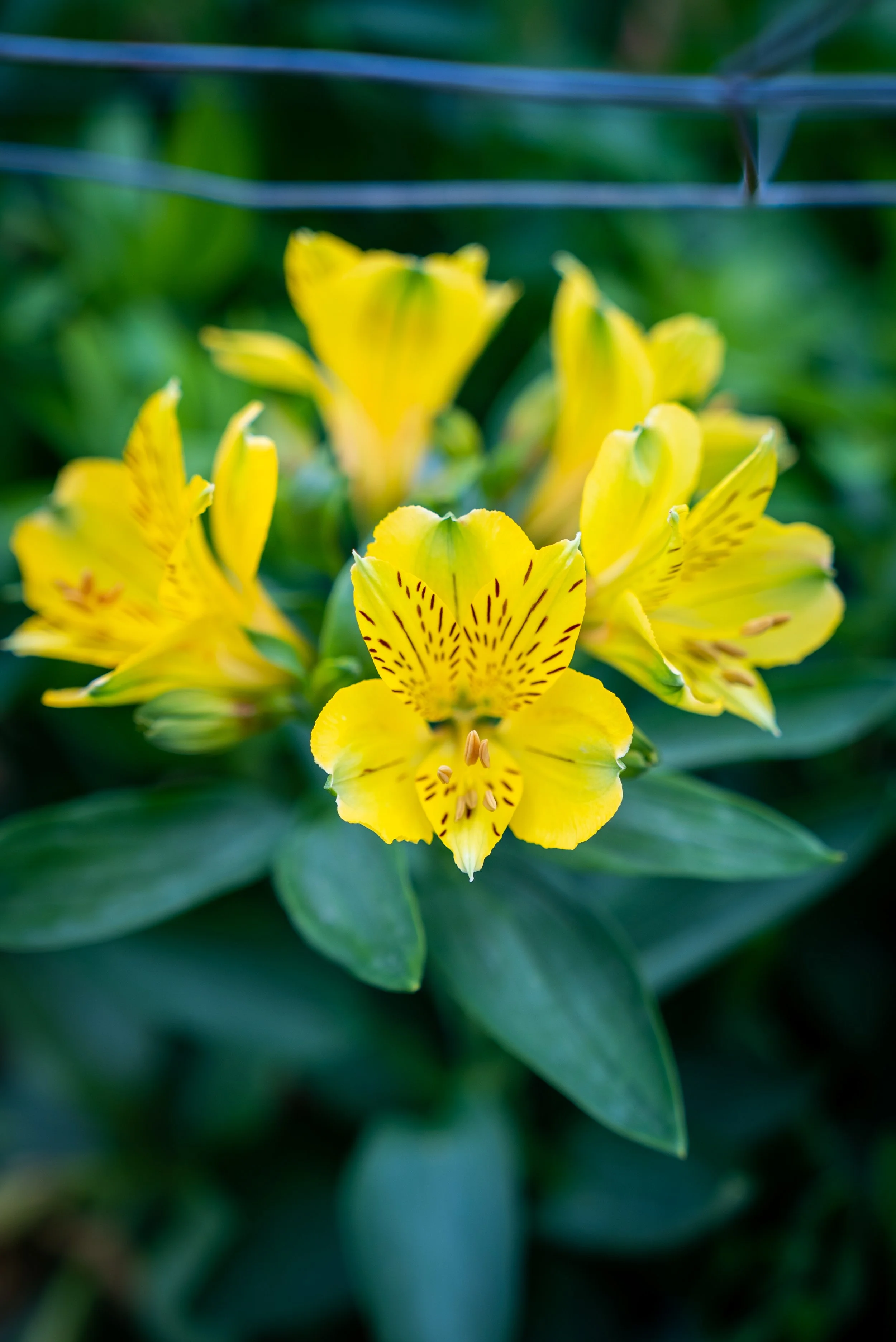 Flowers and Foliage — Mellano & Company