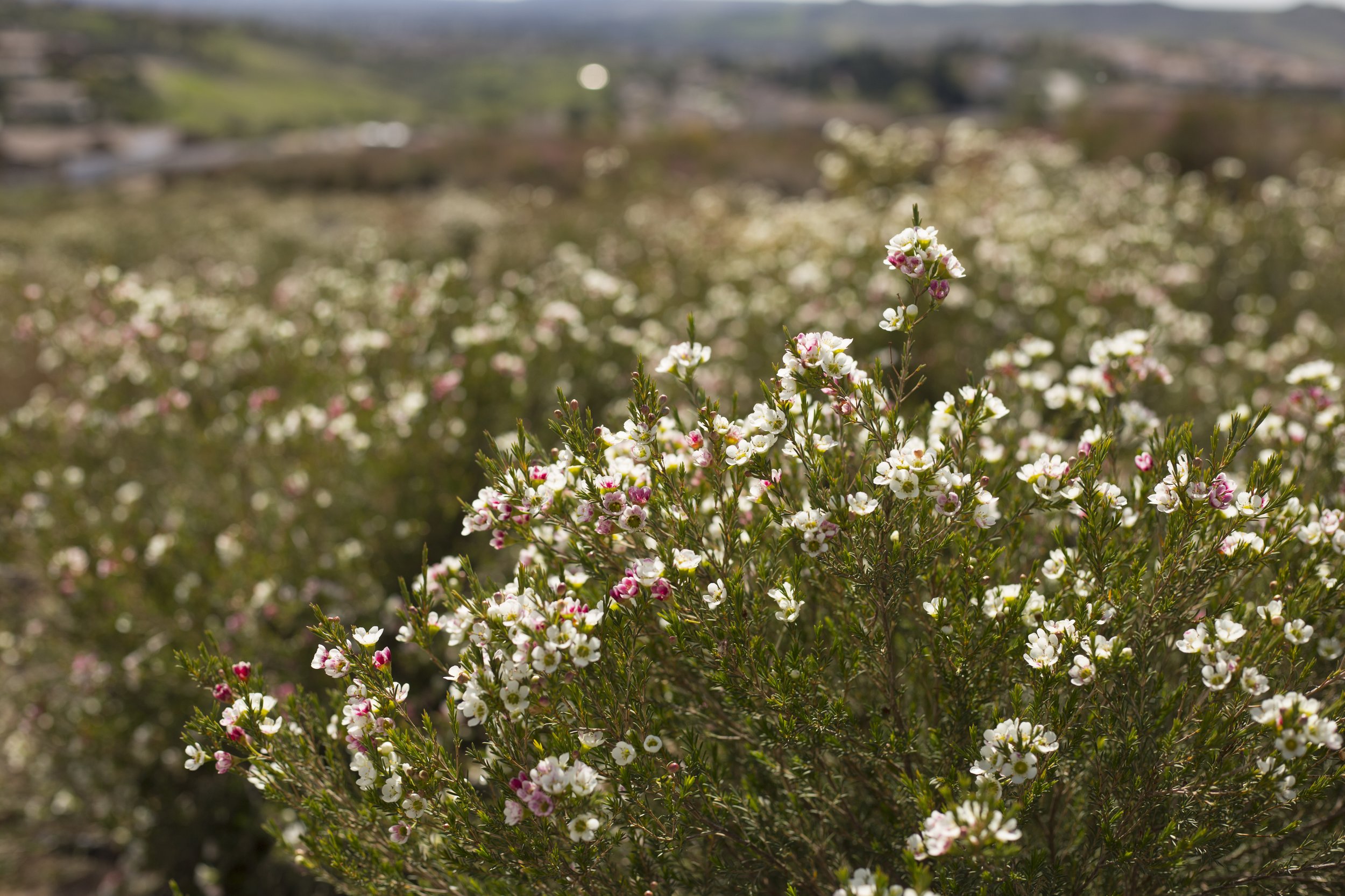 waxflower — Mellano & Company