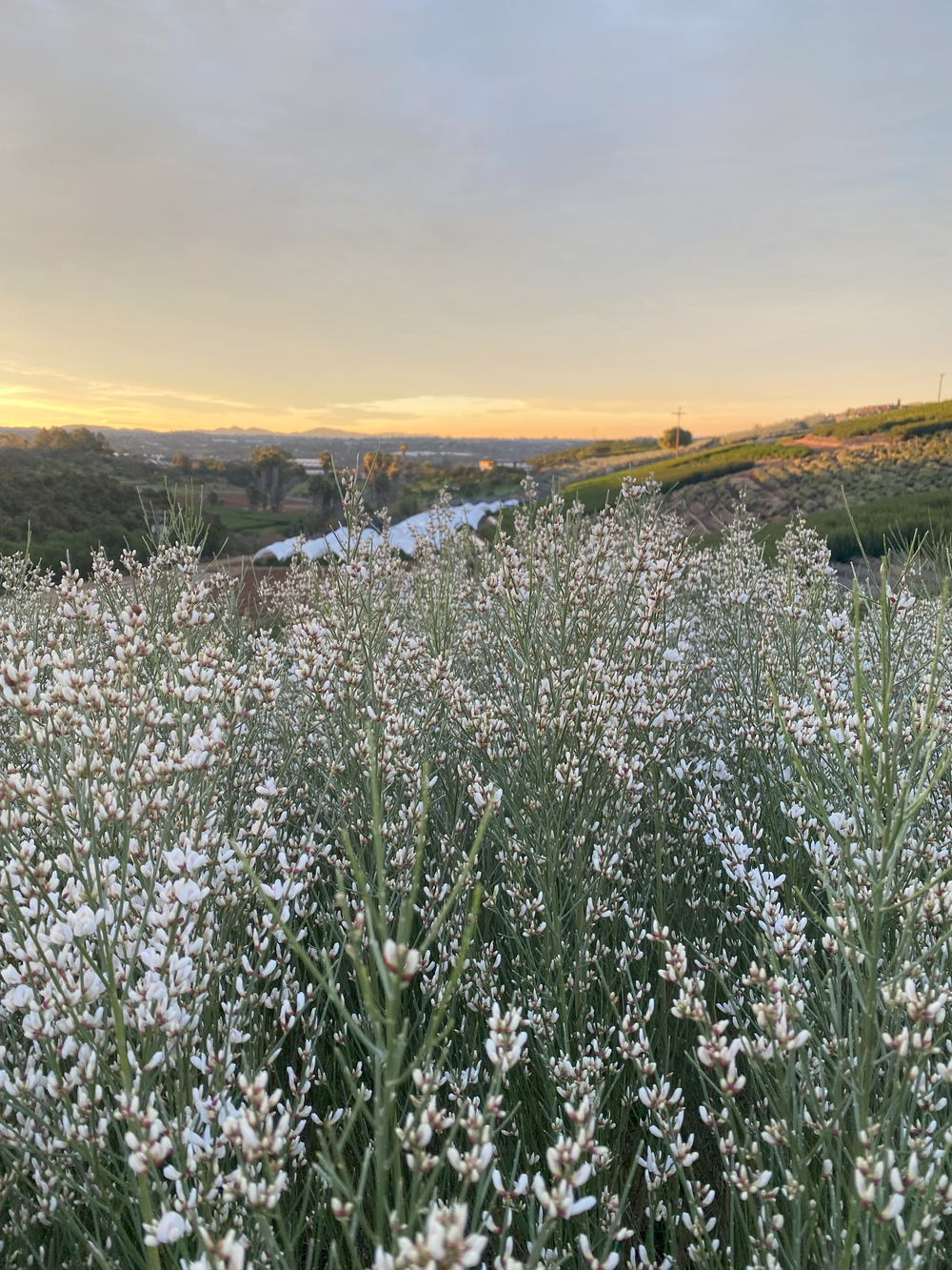 genista — Mellano & Company