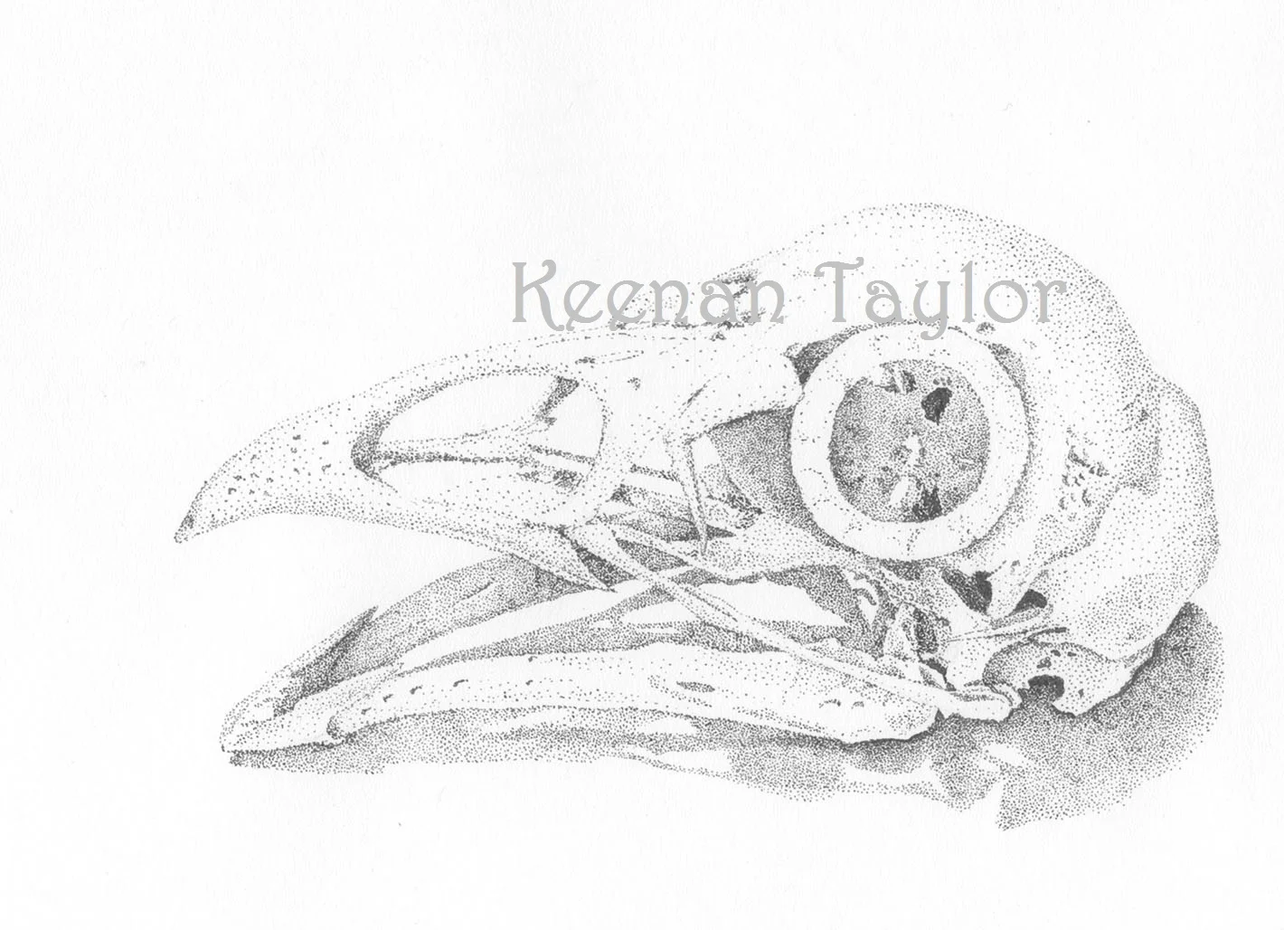 Scientific Illustration Portfolio — Tales of Kaimere