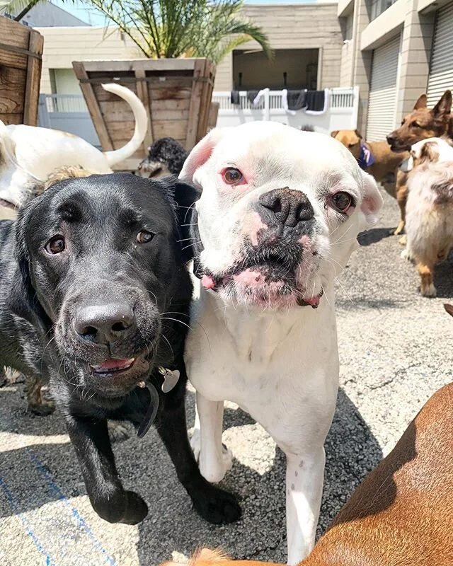 West LA Dogs