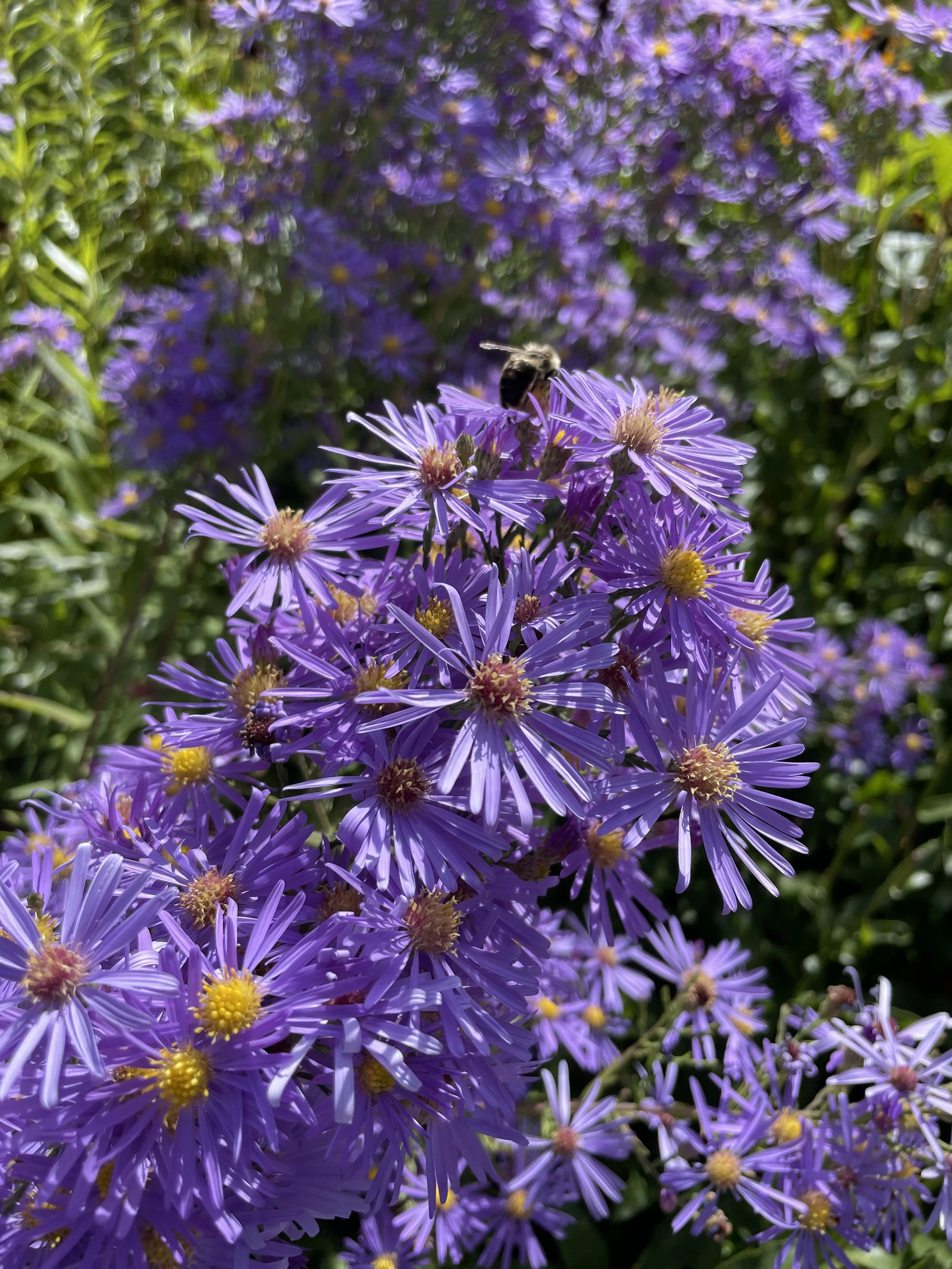 New Events — Camden Garden Club of Maine