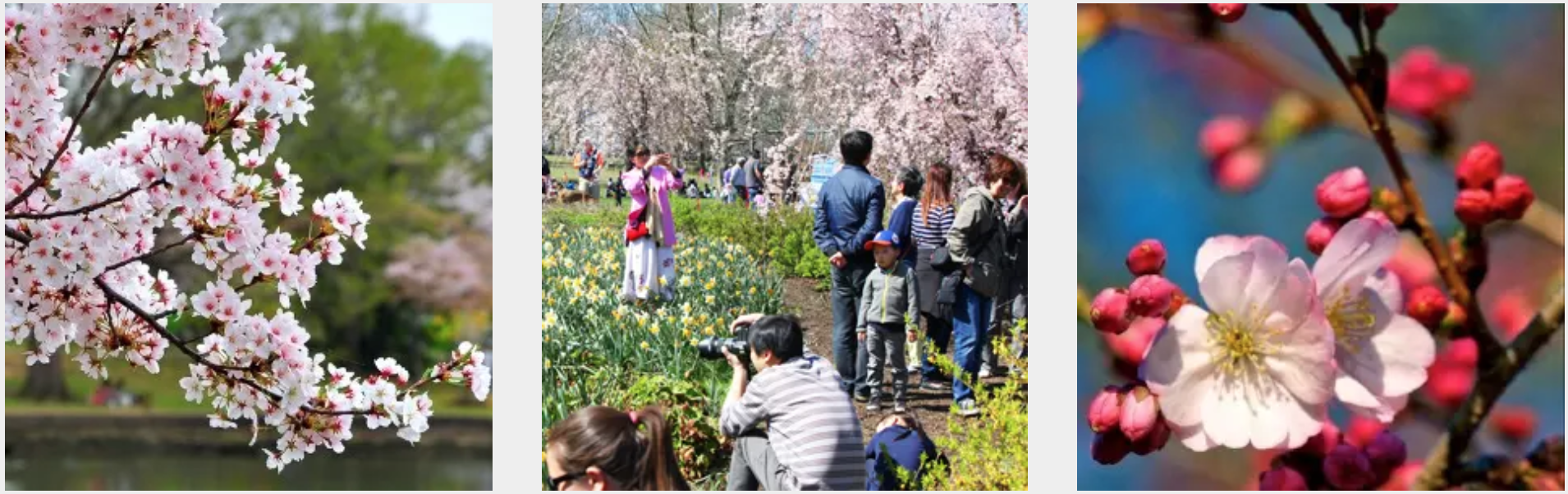 Cherry Blossom Festivals Across the United States — Arts Japan