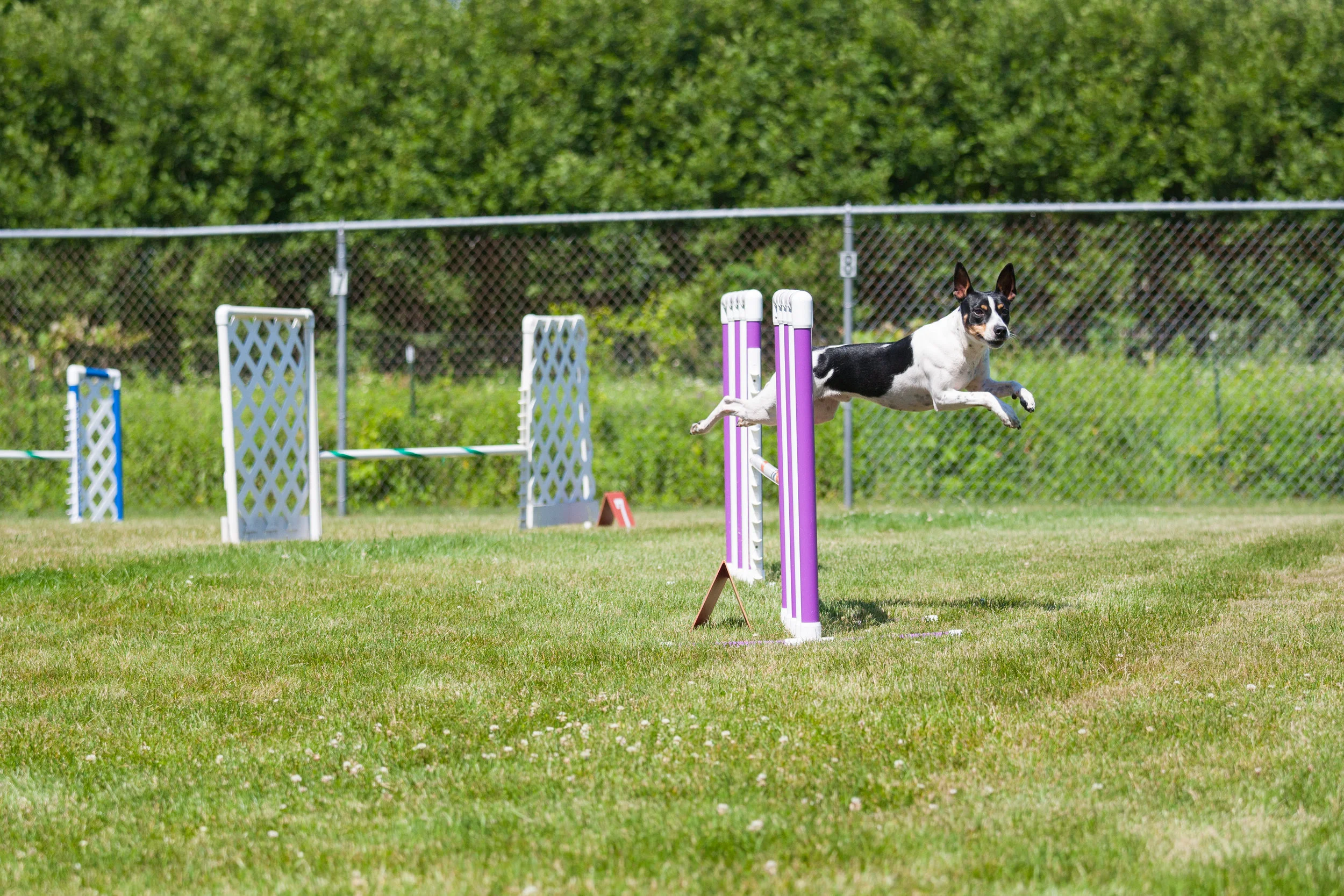 Agility Trials The Agility Facility Agility Trials The Agility Facility