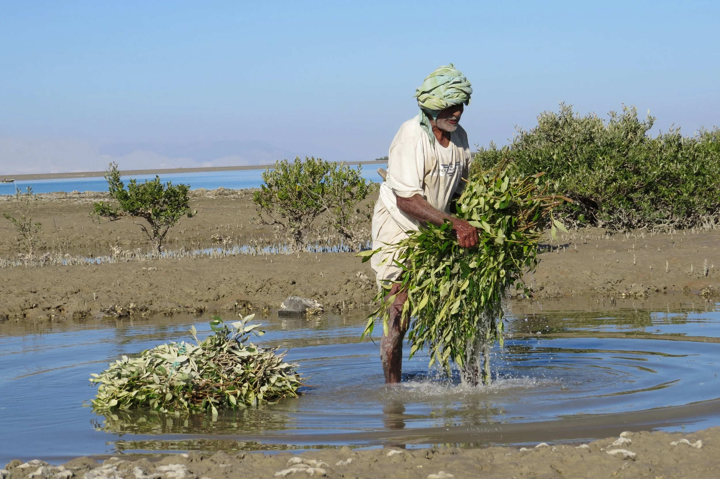 Community-based rehabilitation of Harra Mangrove forest — chahar
