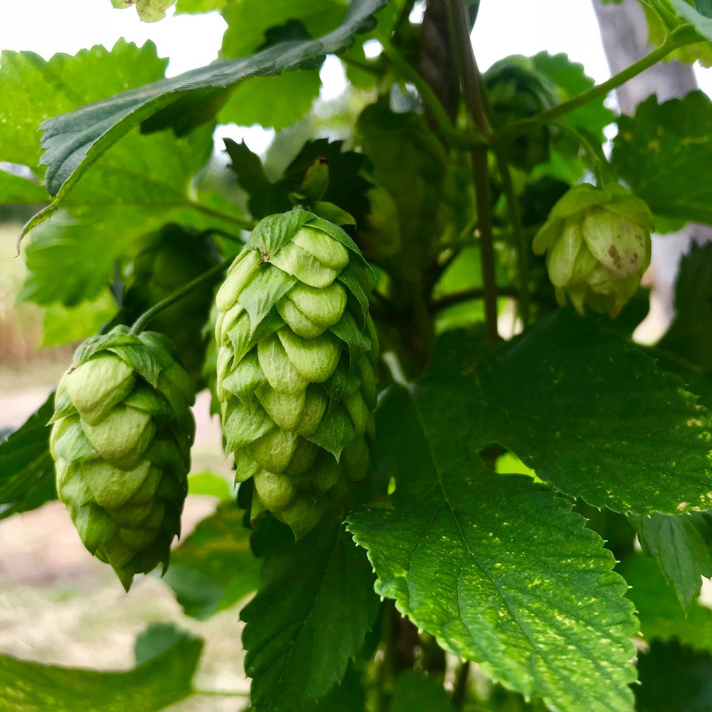 Brew York Pale Ale — ITHACA BEER