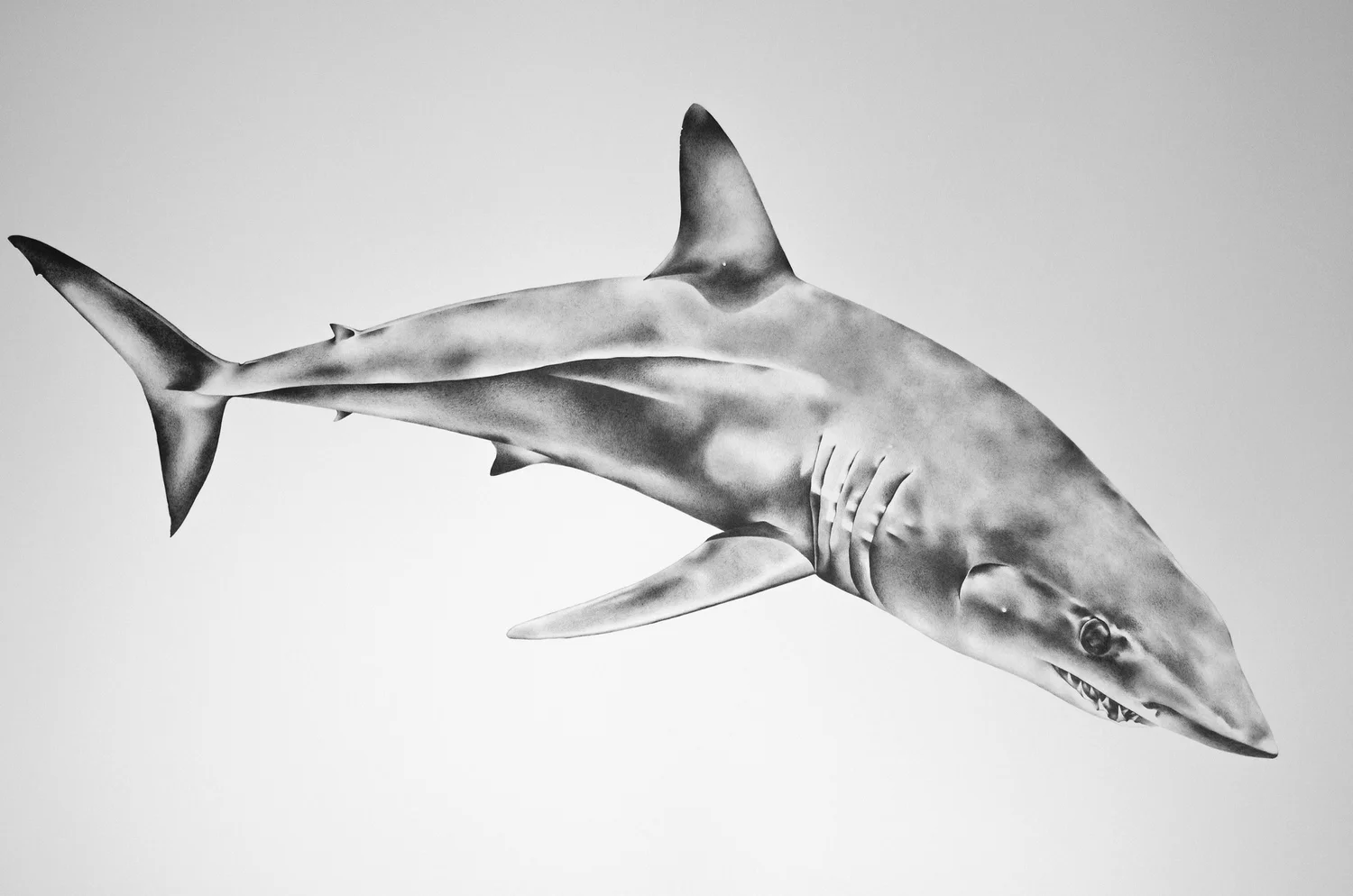 Shortfin Mako Shark Drawing