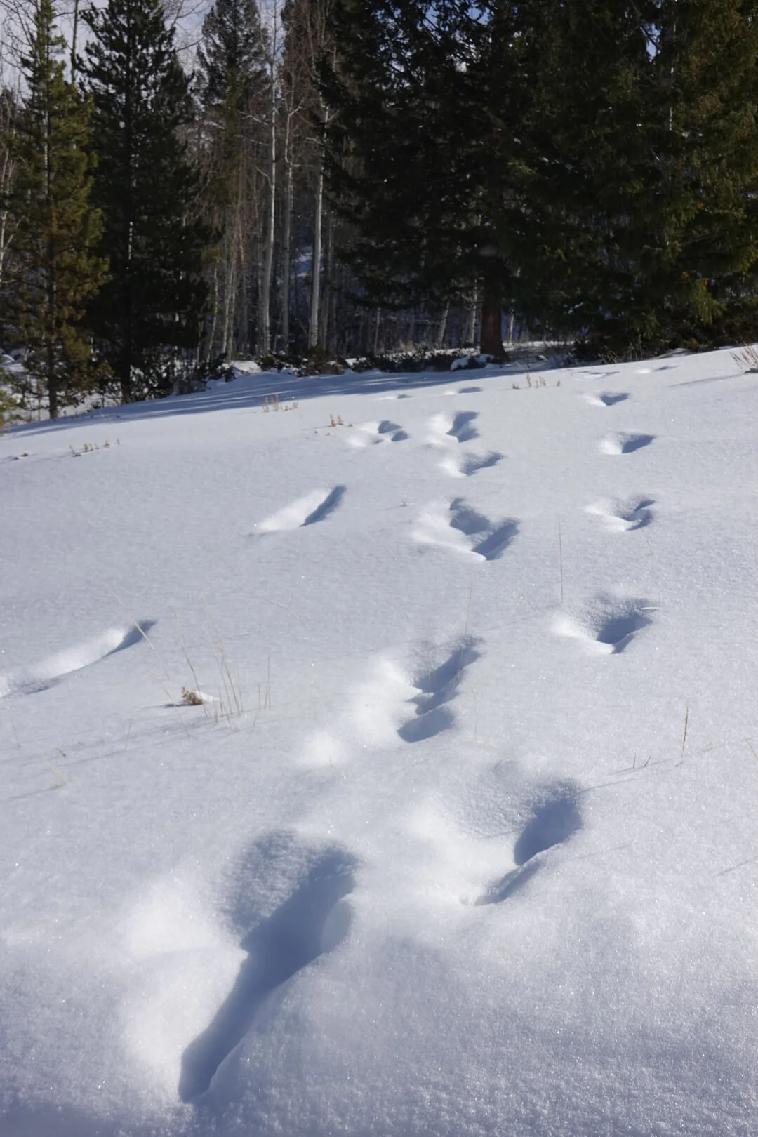 Badger Tracks In Snow