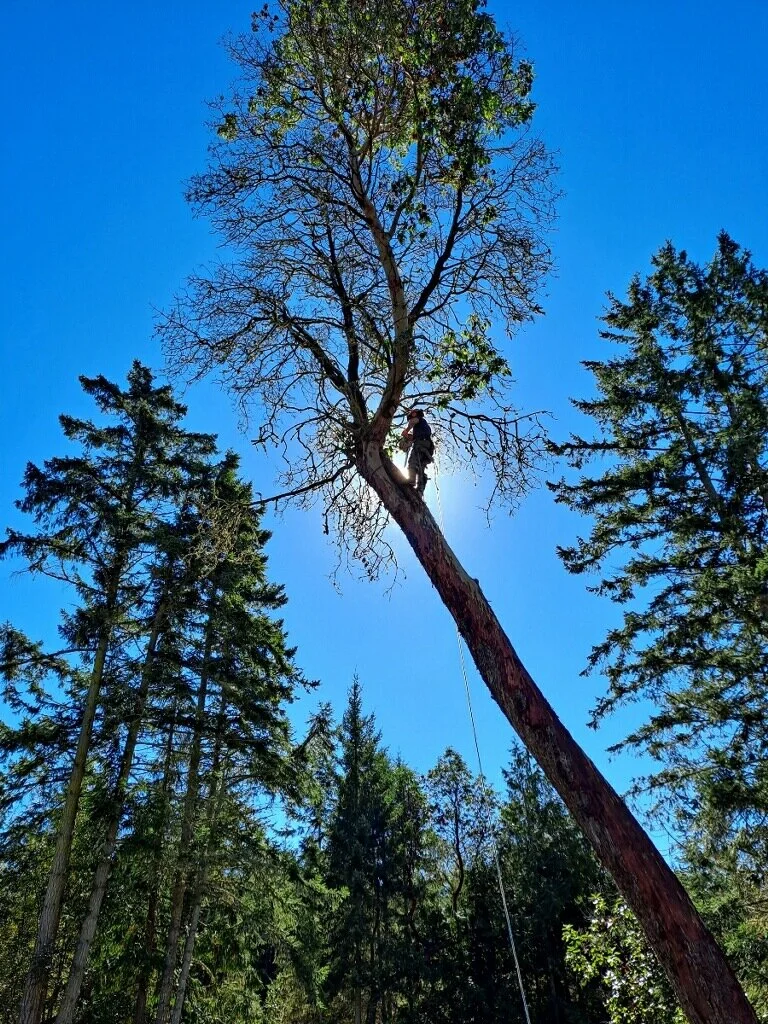 We Love Trees - Gallery