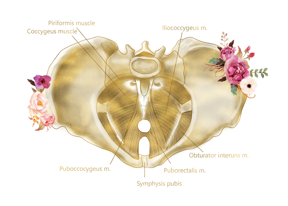 Pelvic Floor Acupuncture & Dry Needling | Box Acupuncture | San Jose, CA