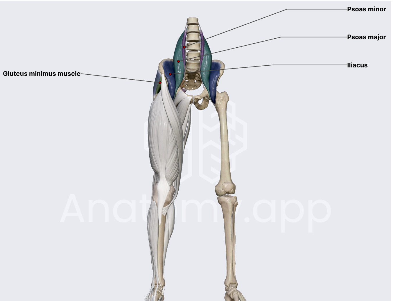 Iliacus (Hip and Low Back Pain) — Box Acupuncture Traditional Chinese ...