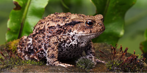 "Moha Culture": Toad Worship Regarding a Former President of China ...
