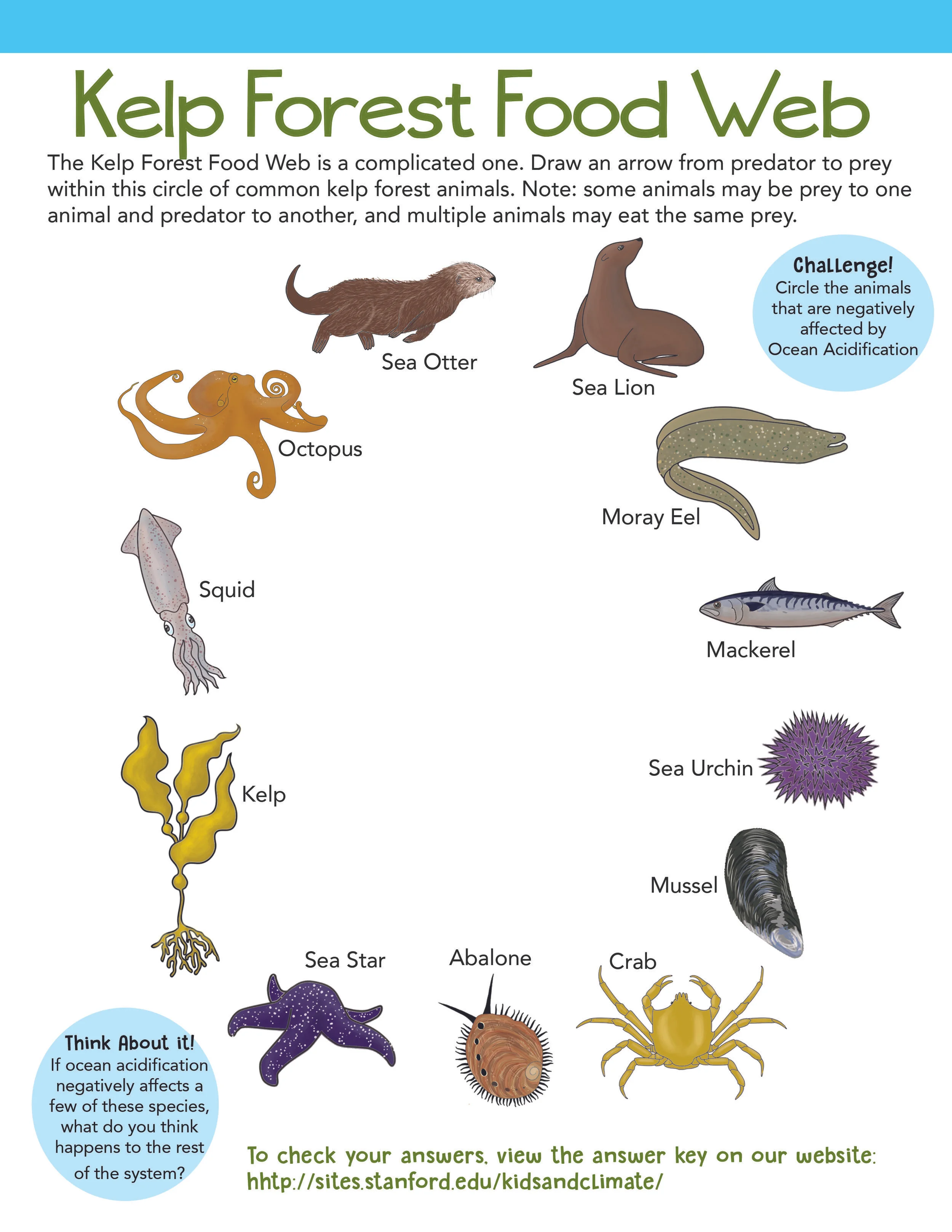 Kelp Forest Ecosystem Diagram