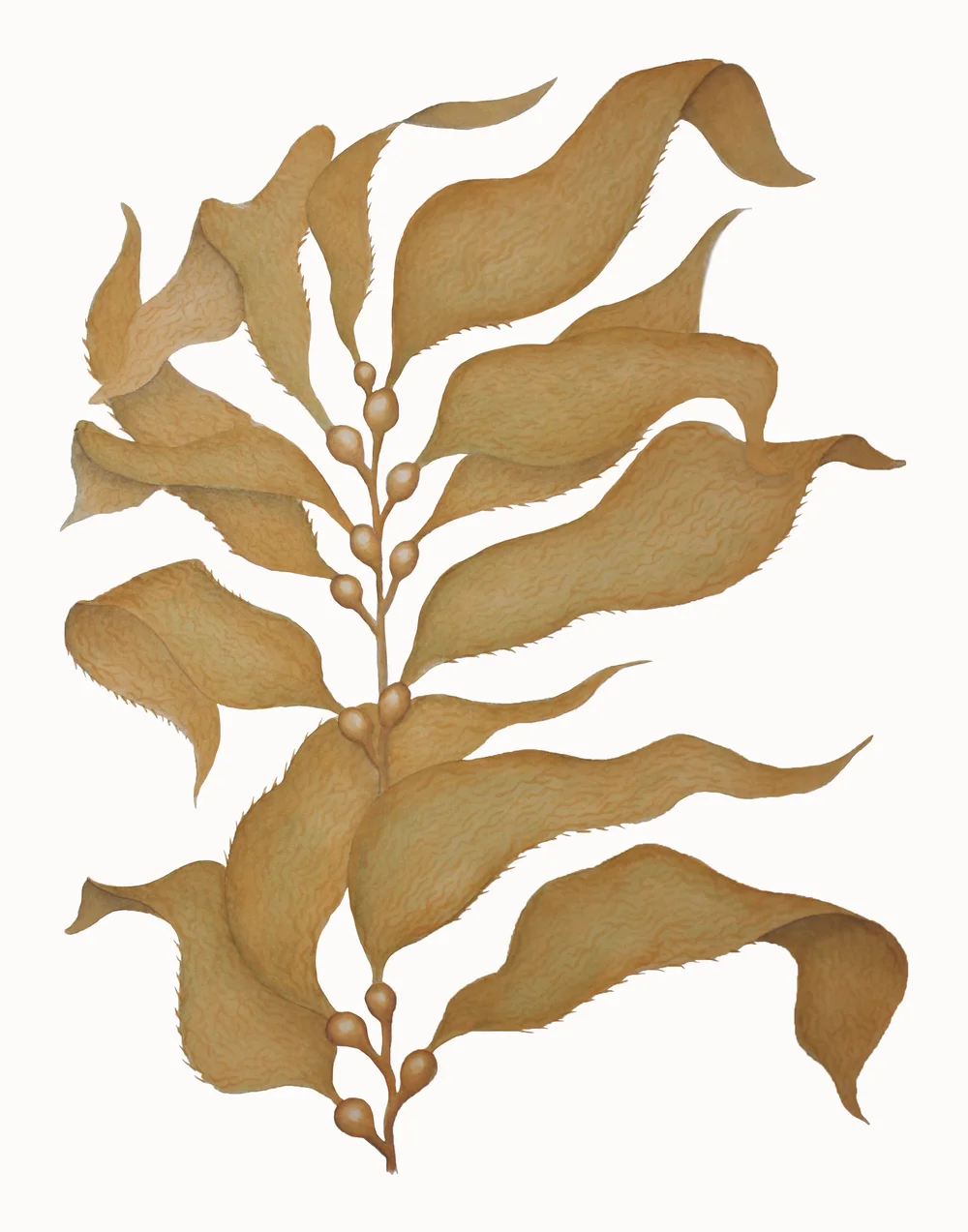 Giant Kelp Drawing