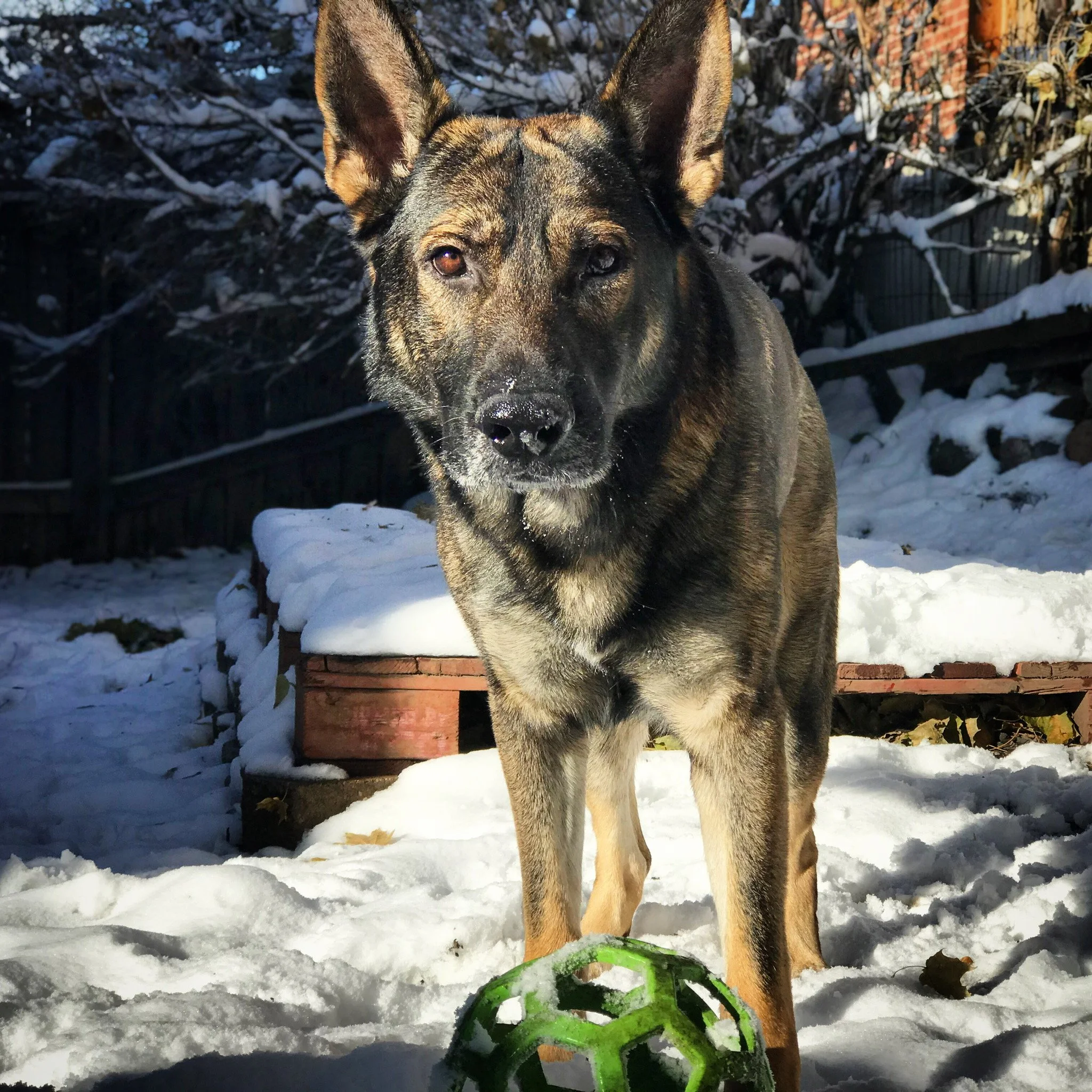 Dog Training Packages — The Canine Mind