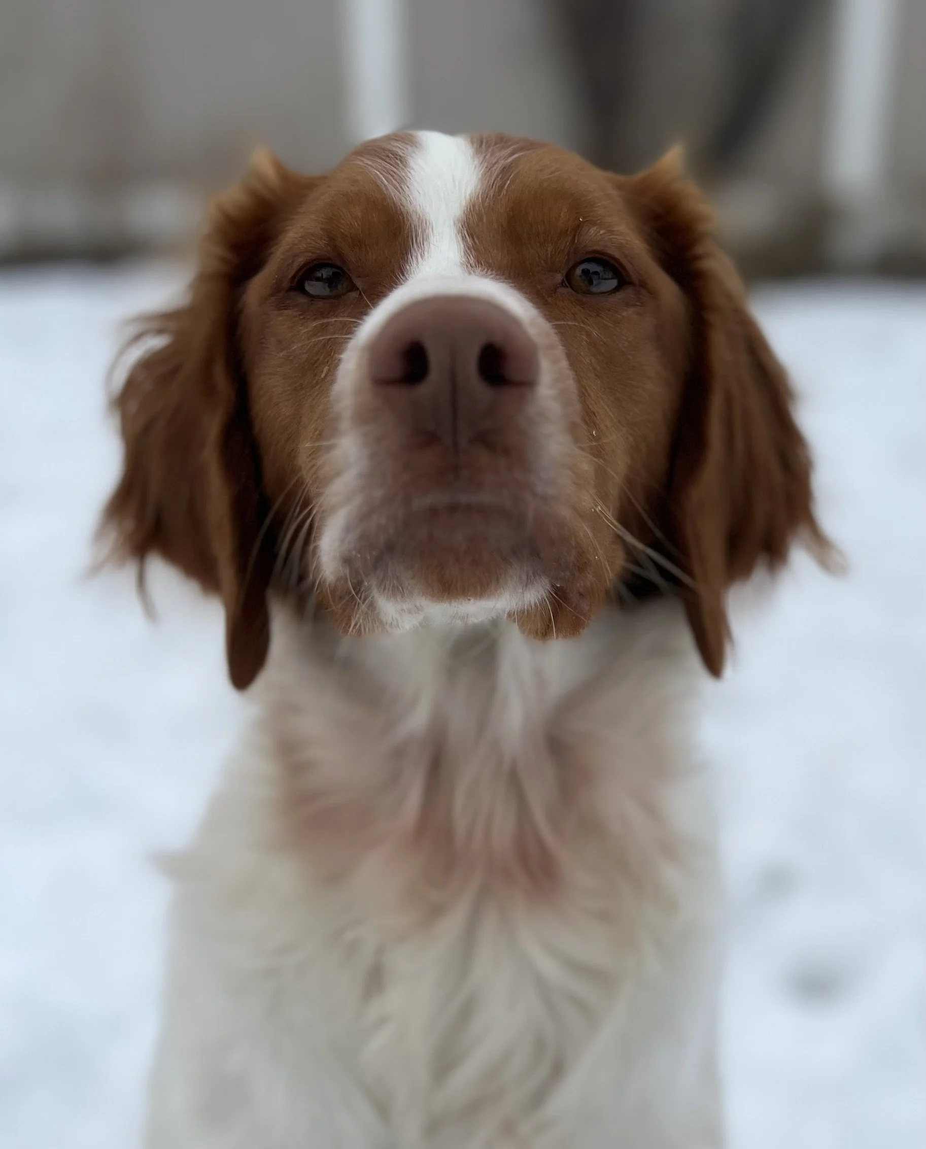 Dog Training Packages — The Canine Mind