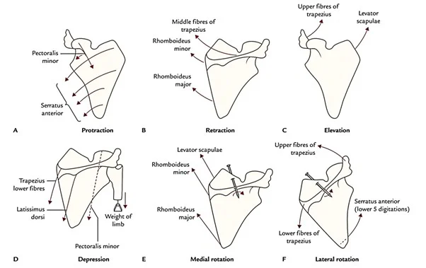 3 Exercises For Lower Traps — ONI | Wellington Personal Training Studio