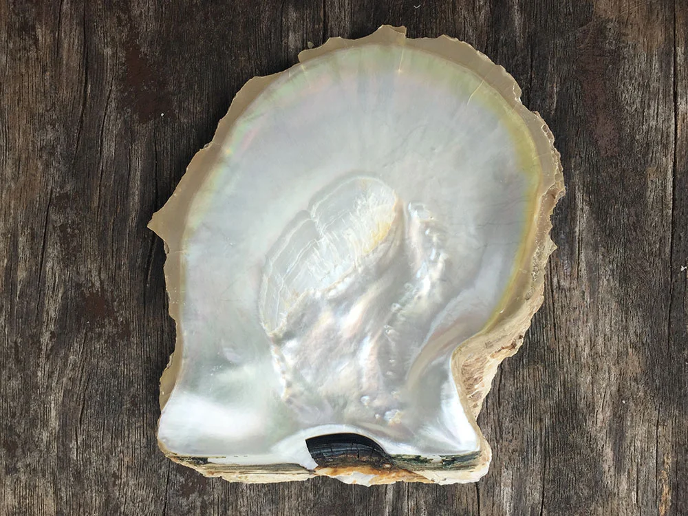 Shell Meets Bone — Rachel Duckhouse