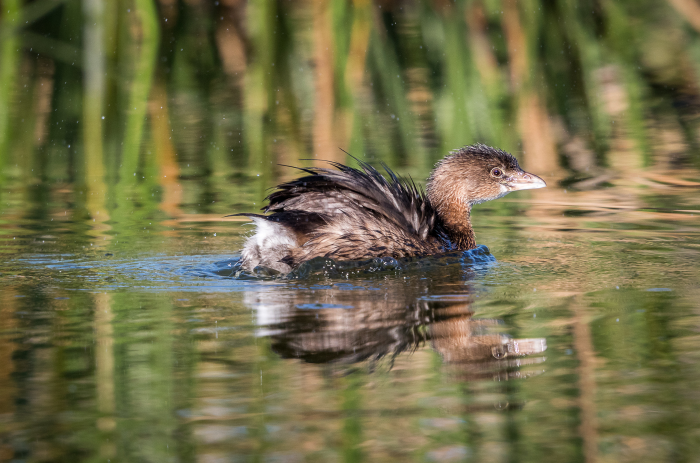 Reflecting — Paul Klenck Photography