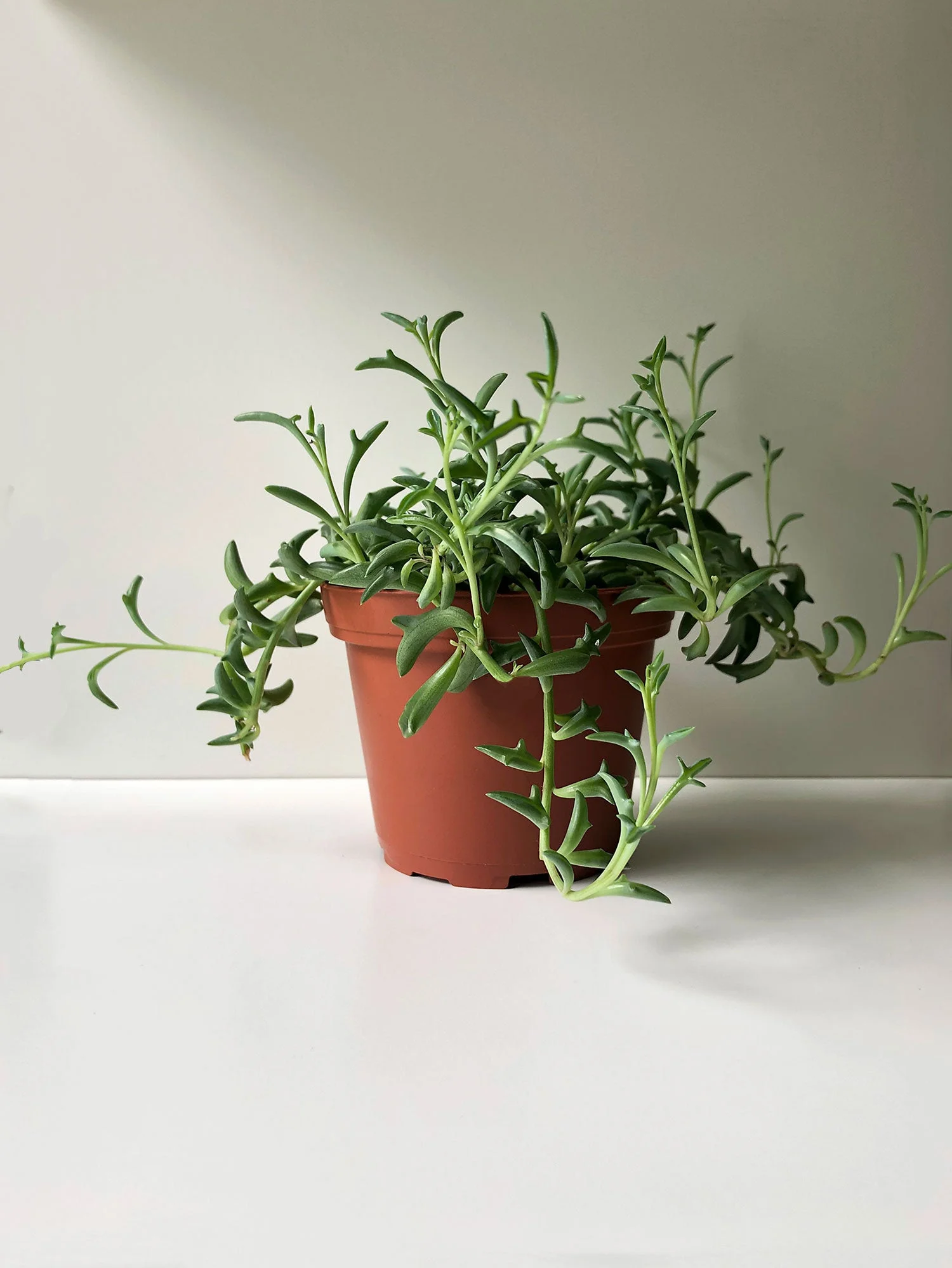 Plant of the Month Archive: String of Dolphins — Our Infinite Nature