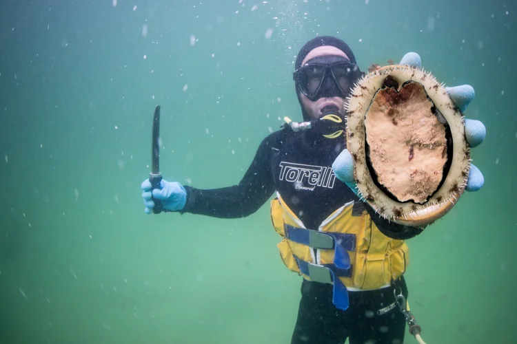 Australian Abalone — Southern Ocean Biotech Pty Ltd