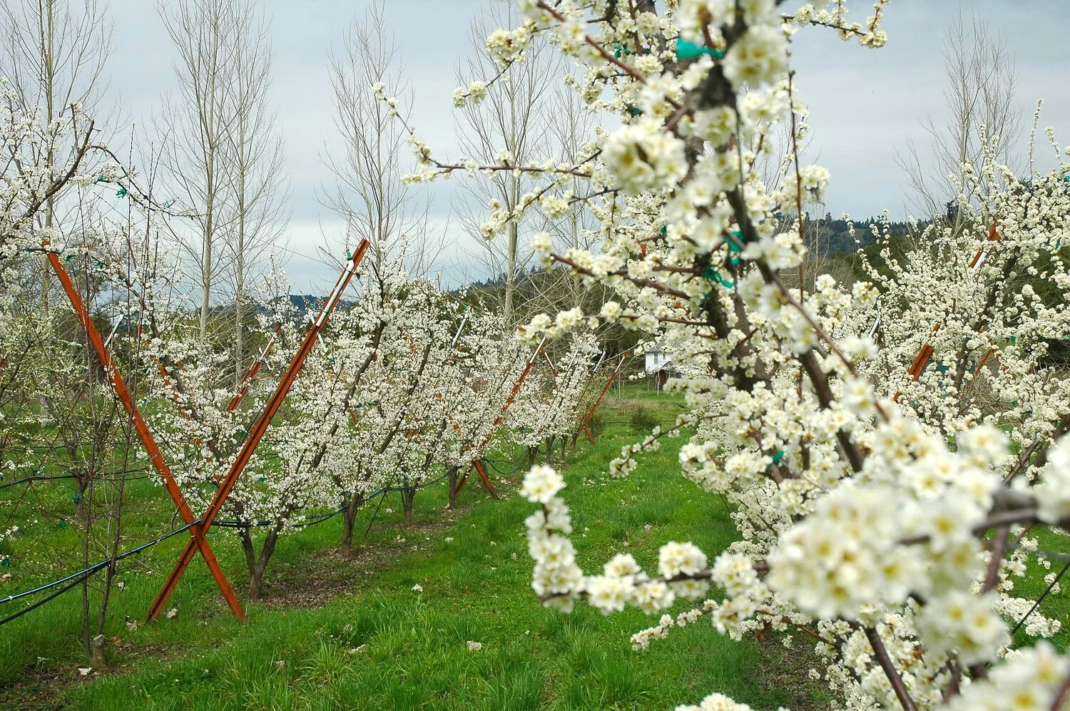 BMS 2023-24 Season — Gabriela Lena Frank Creative Academy of Music