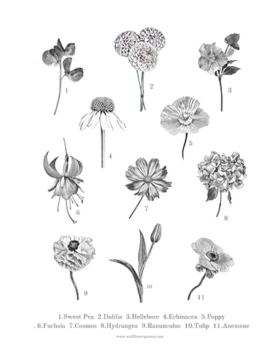 Flower Chart Poster — WALLFLOWER