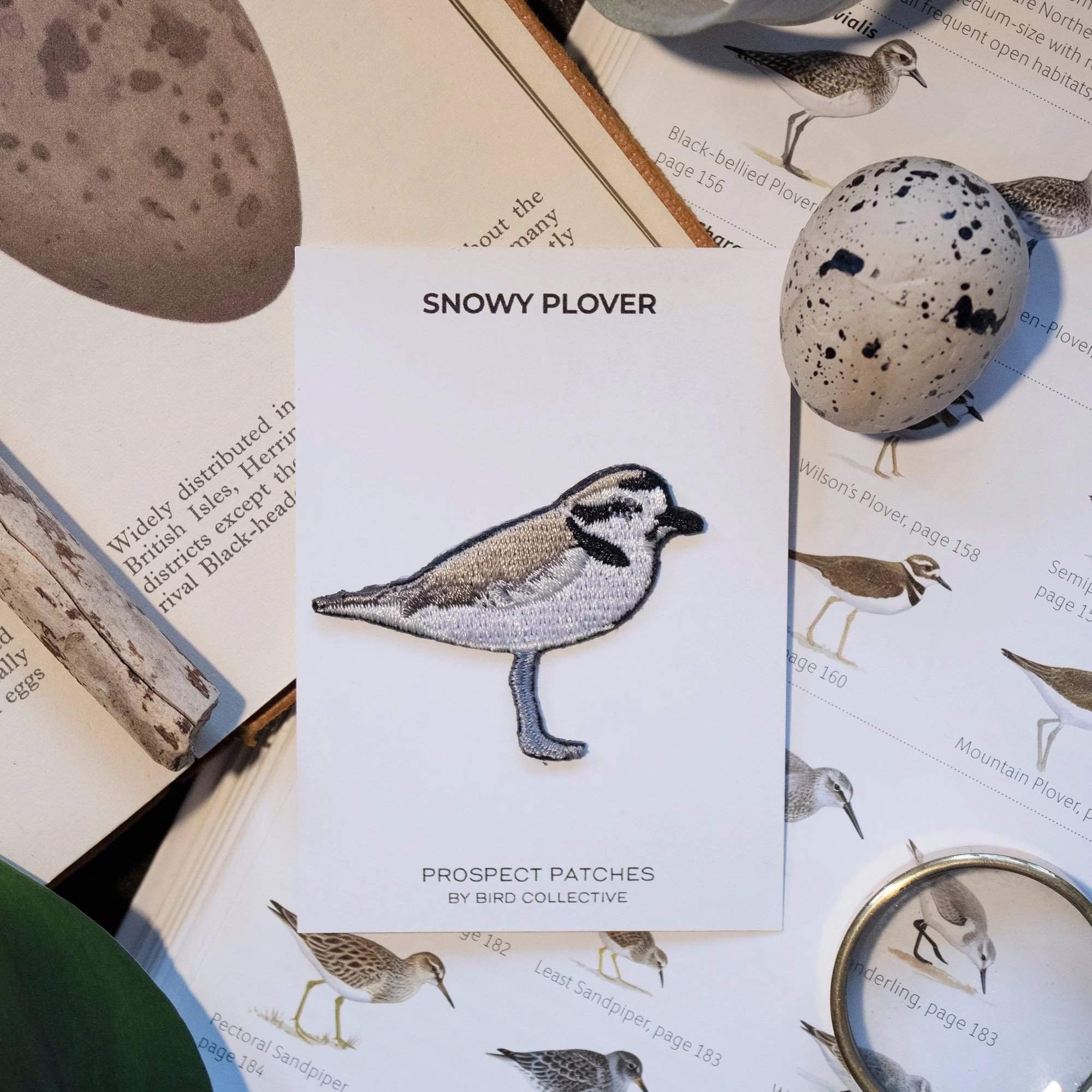 Black Bear Patch — NATURE WALK