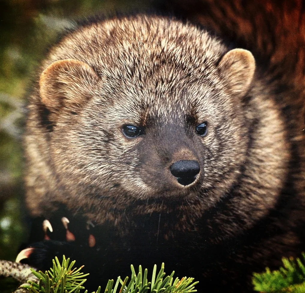 Furbearer Conservation