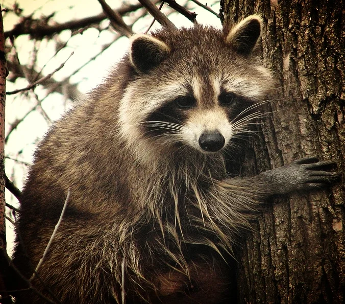 Furbearer Conservation