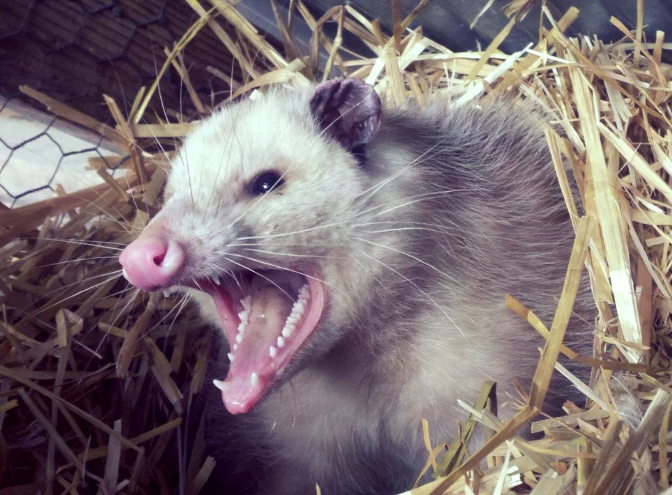 Grinning Like A Possum