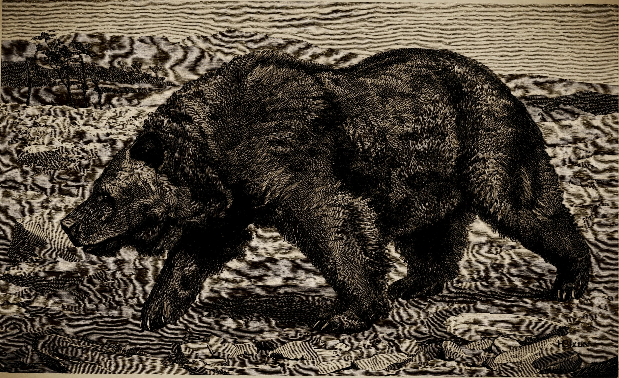 Raw Predators: A Bear-Eat-Bear World. — Furbearer Conservation