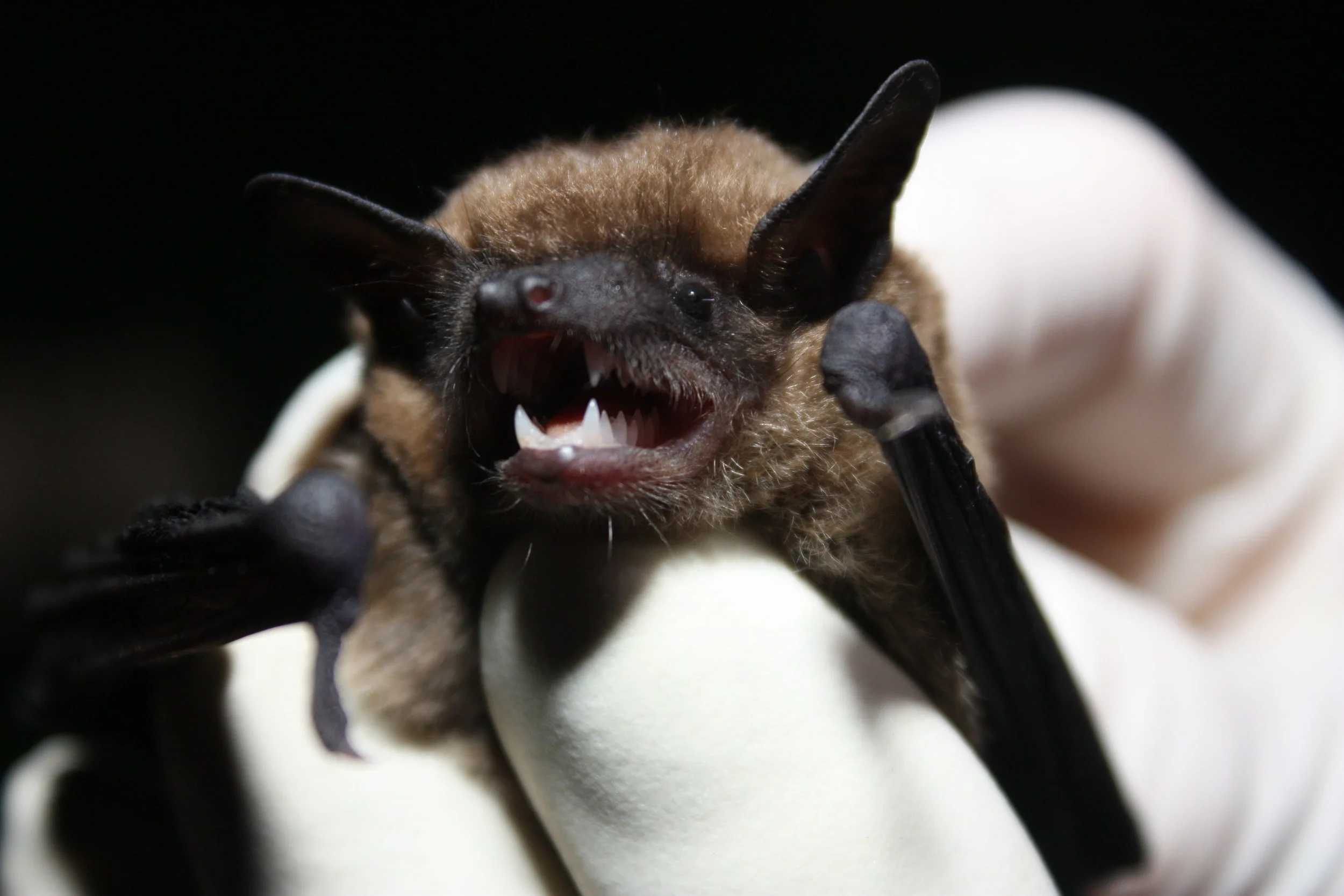 Unusual bat species found in Connecticut home, says DEEP — Furbearer ...