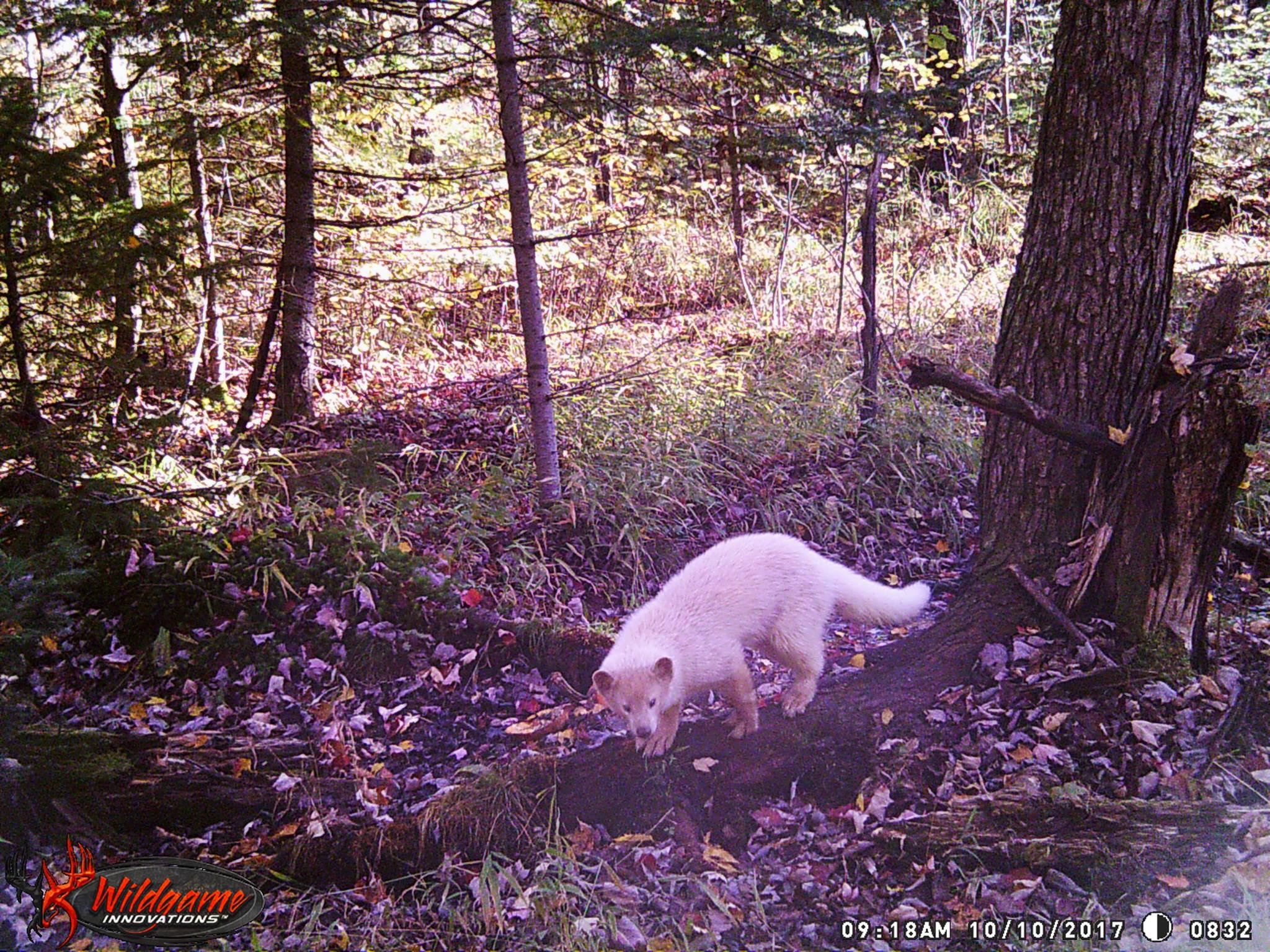 Leucisitic Fisher: Diamonds in the Rough — Furbearer Conservation