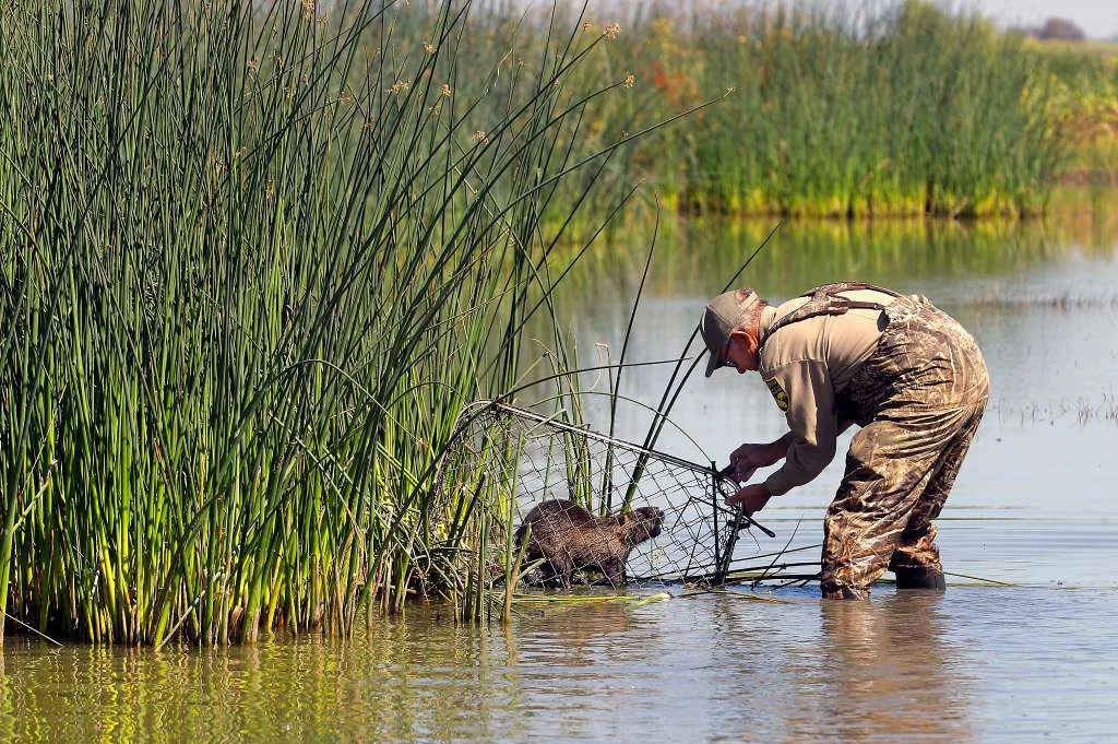 As trapping ban looms, California expands Nutria eradication efforts ...