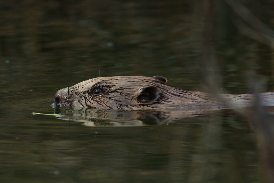 Beaver attack in Virginia river rehashes talk of “Zombie Beavers ...